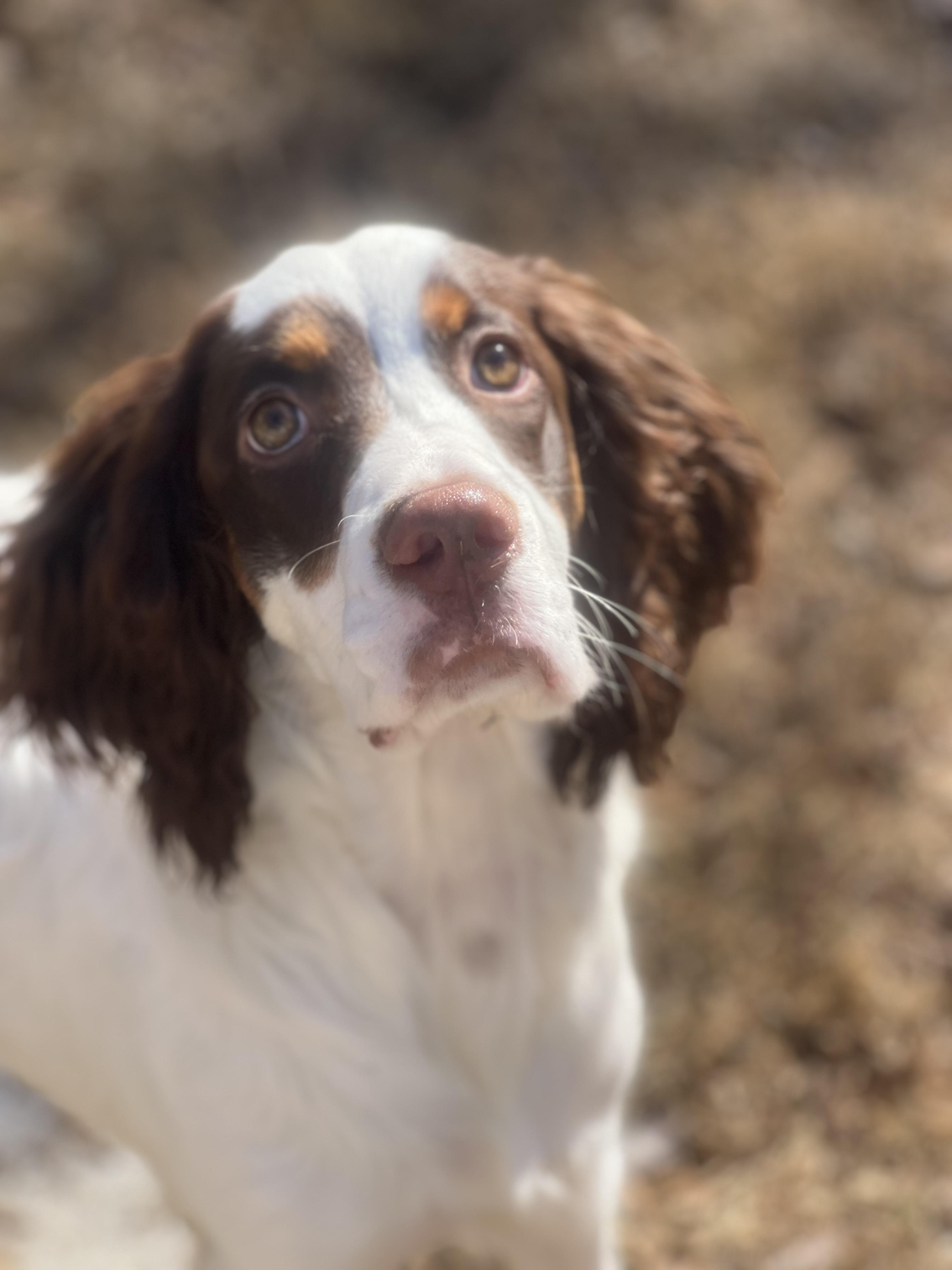 Jackson - Adoptable Pet | Petfinder | Petfinder