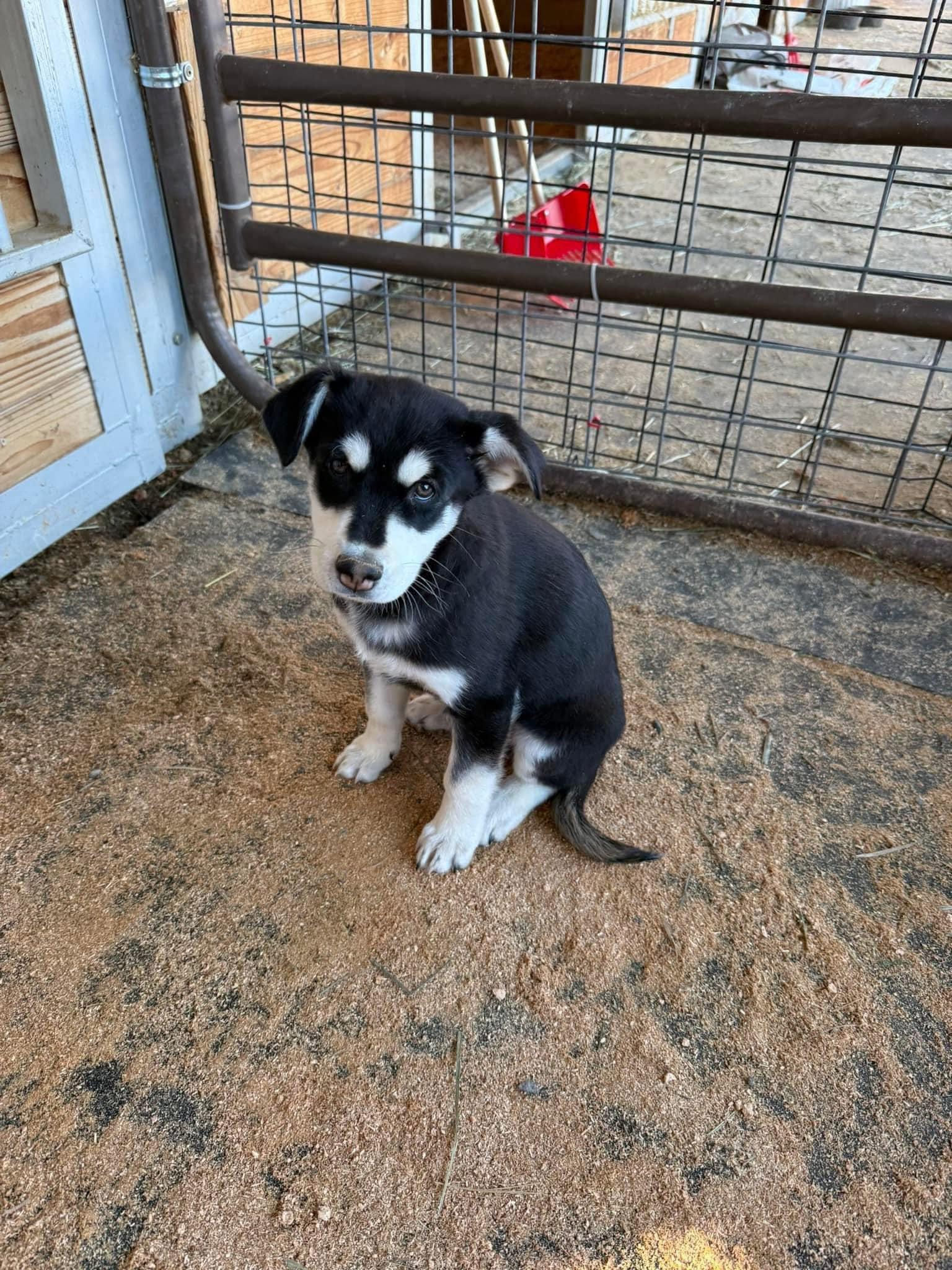 Adoptions – Humane Society of the Ochocos