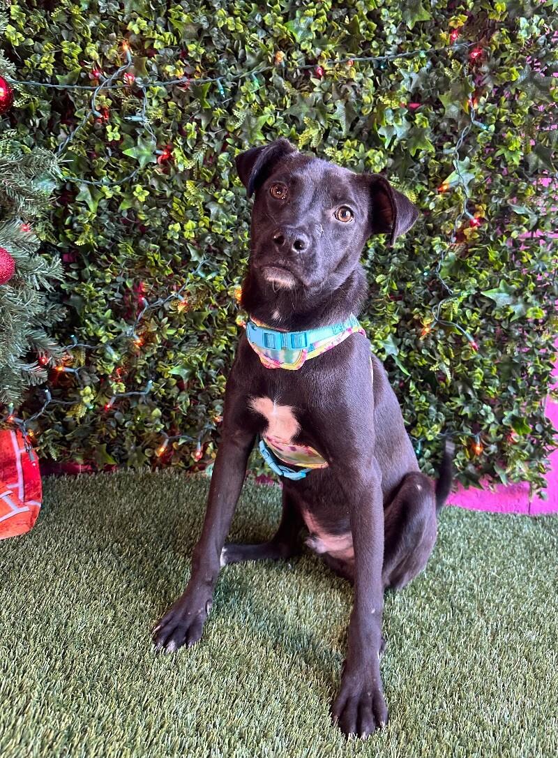 Dog for adoption - Pedro, a Black Labrador Retriever Mix in Sunnyvale ...