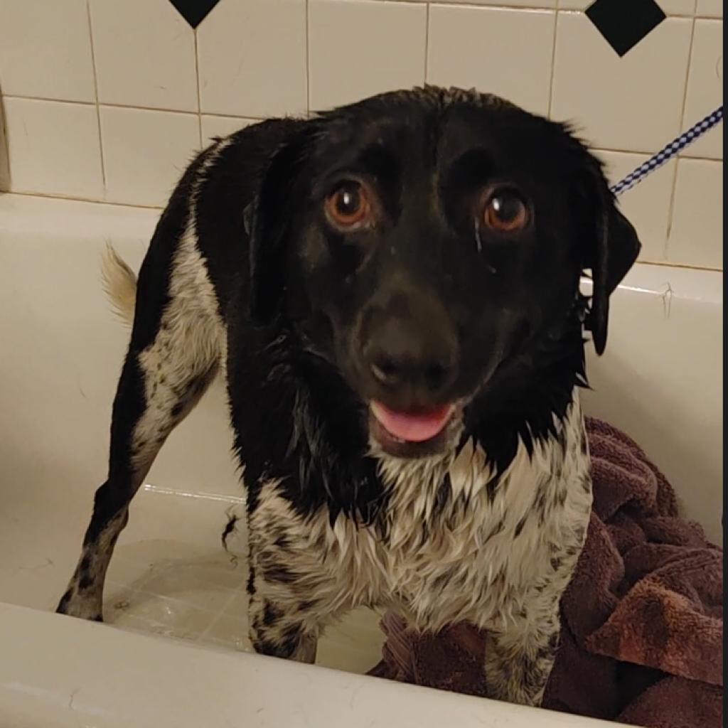 Dog for adoption - Mary Ann (bonded with Ginger), a German Shorthaired ...