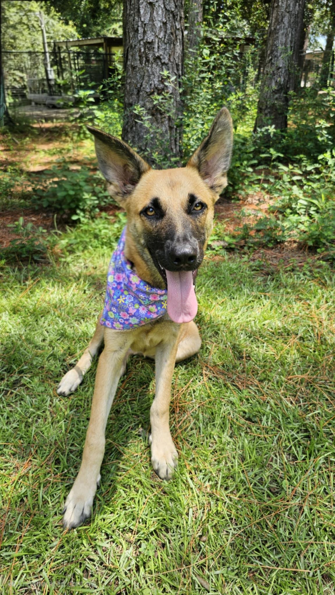 Dog for adoption - Lilly, a German Shepherd Dog Mix in Argyle, NY ...