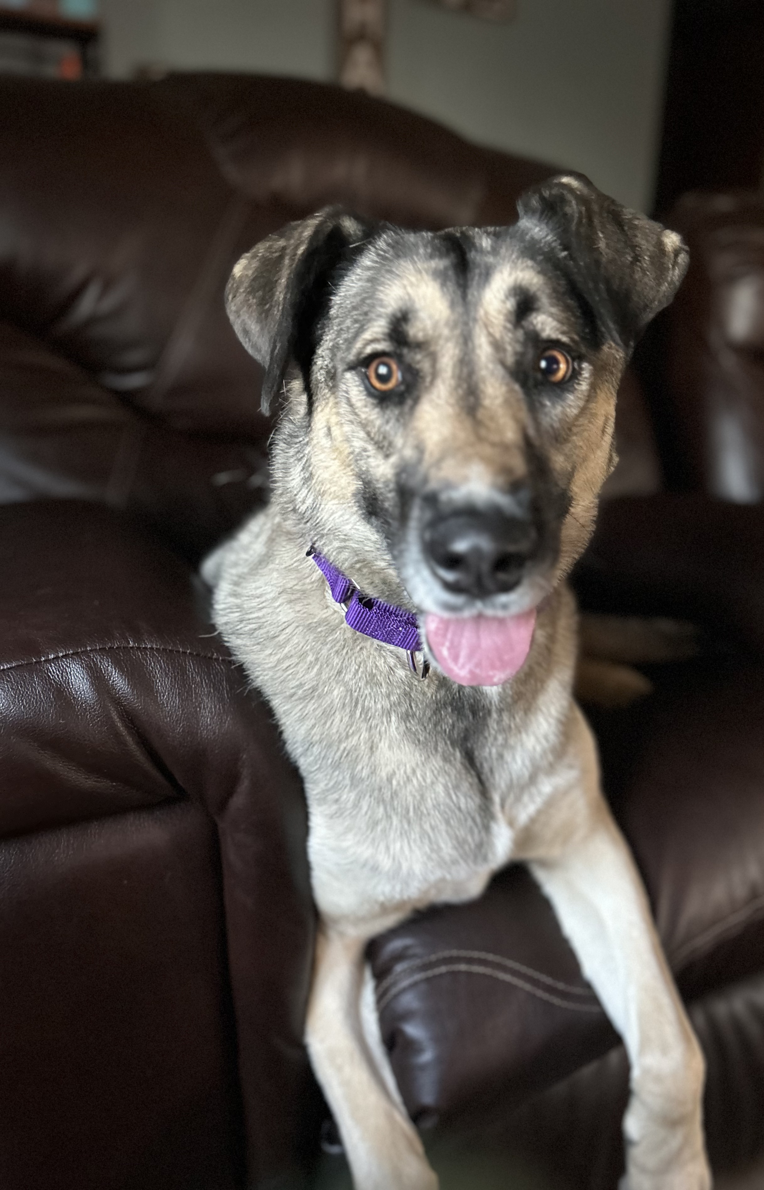 Available Dogs – Nebraska's Animal Loving Advocates