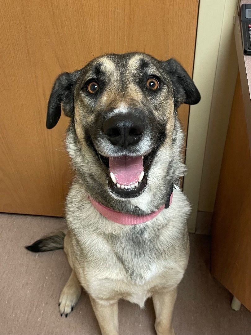 Available Dogs – Nebraska's Animal Loving Advocates