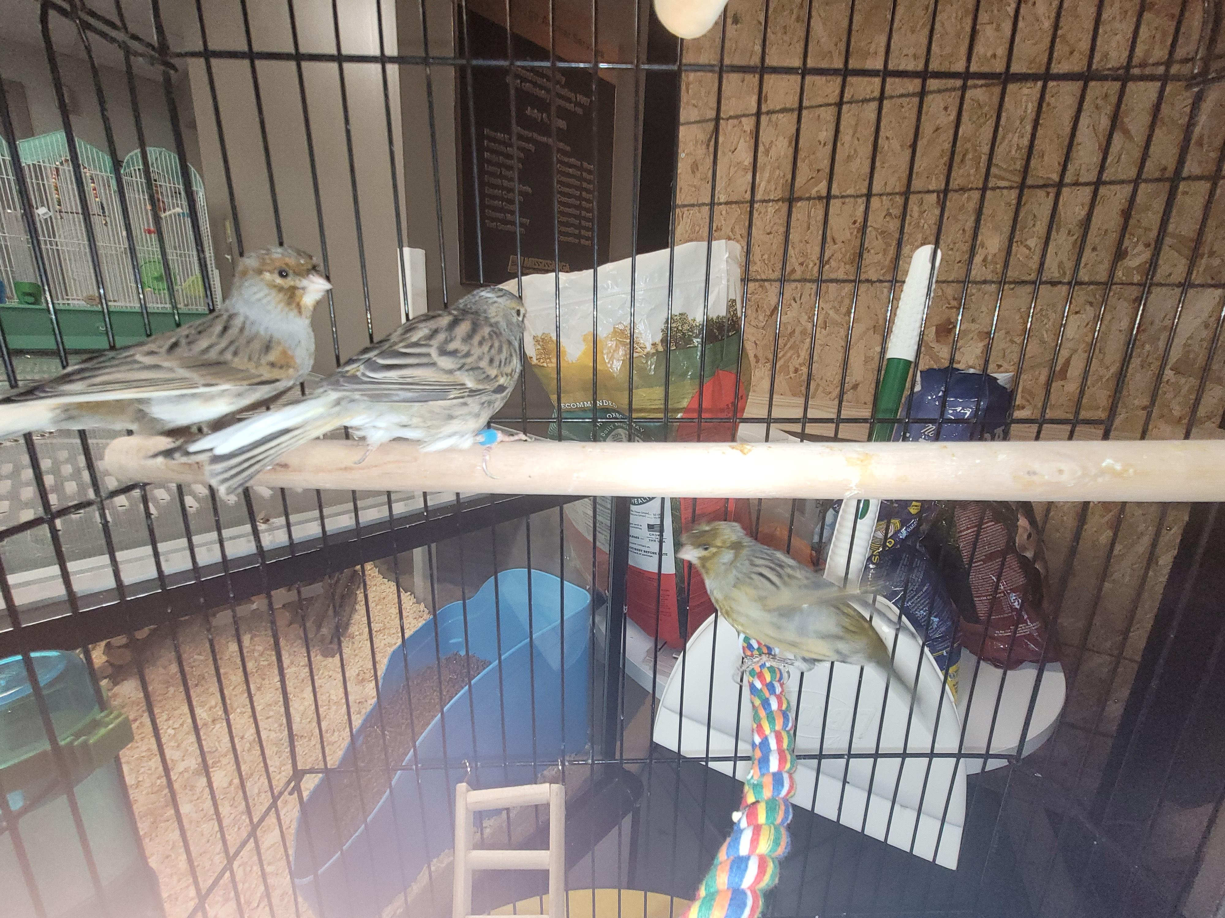 Finch for adoption - Curly, Larry, Moe, 3 for 1, cage included, a Finch ...