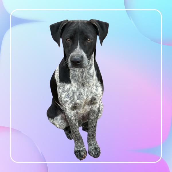 Dog for adoption - Lewis - NEW - CT Transport, an Australian Cattle Dog ...