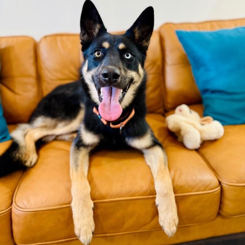 Dog for adoption - Gaia the Sweetest Kid Friendly GSD, a German ...