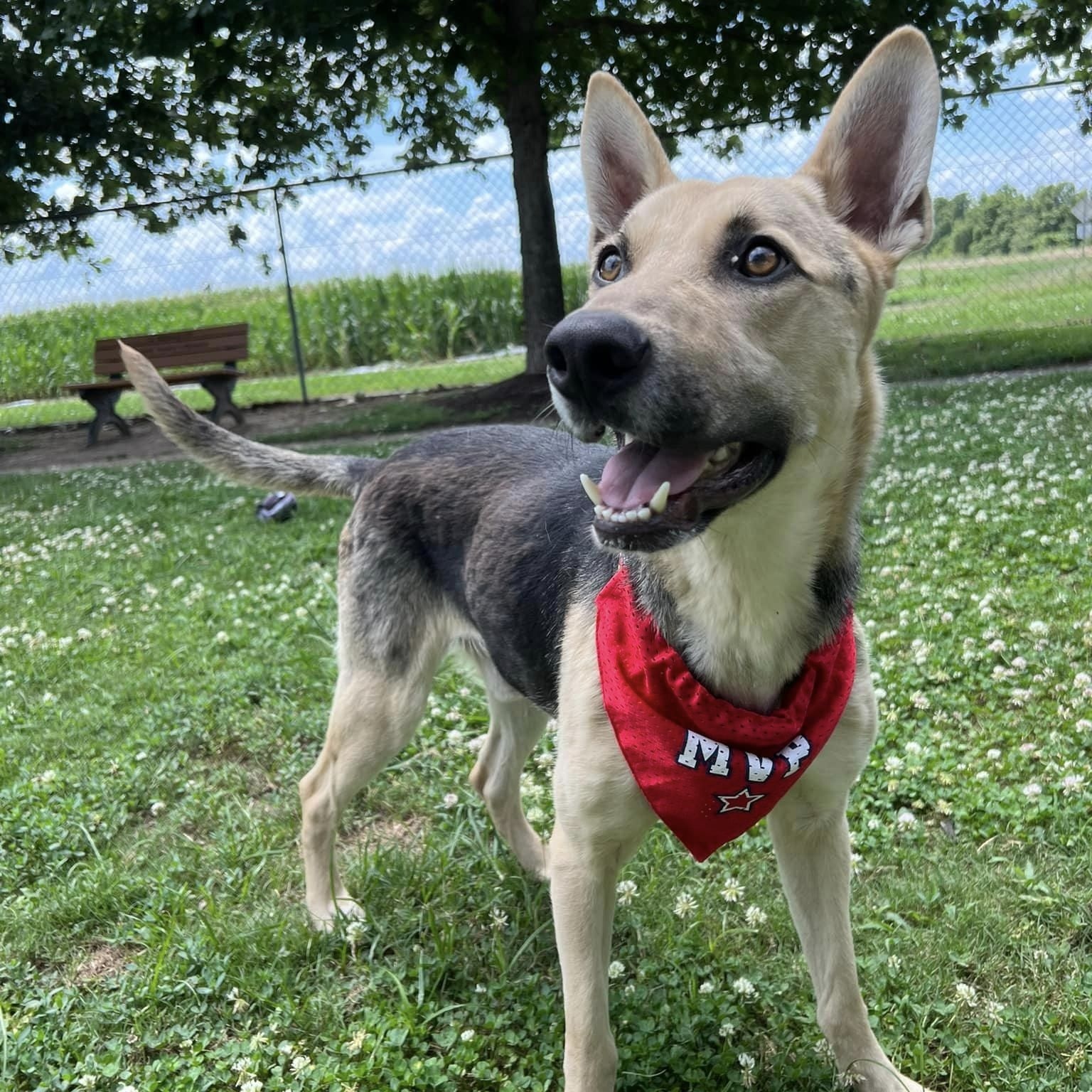 Dog for adoption - Remington aka Remmy, a German Shepherd Dog in Southaven , MS | Petfinder