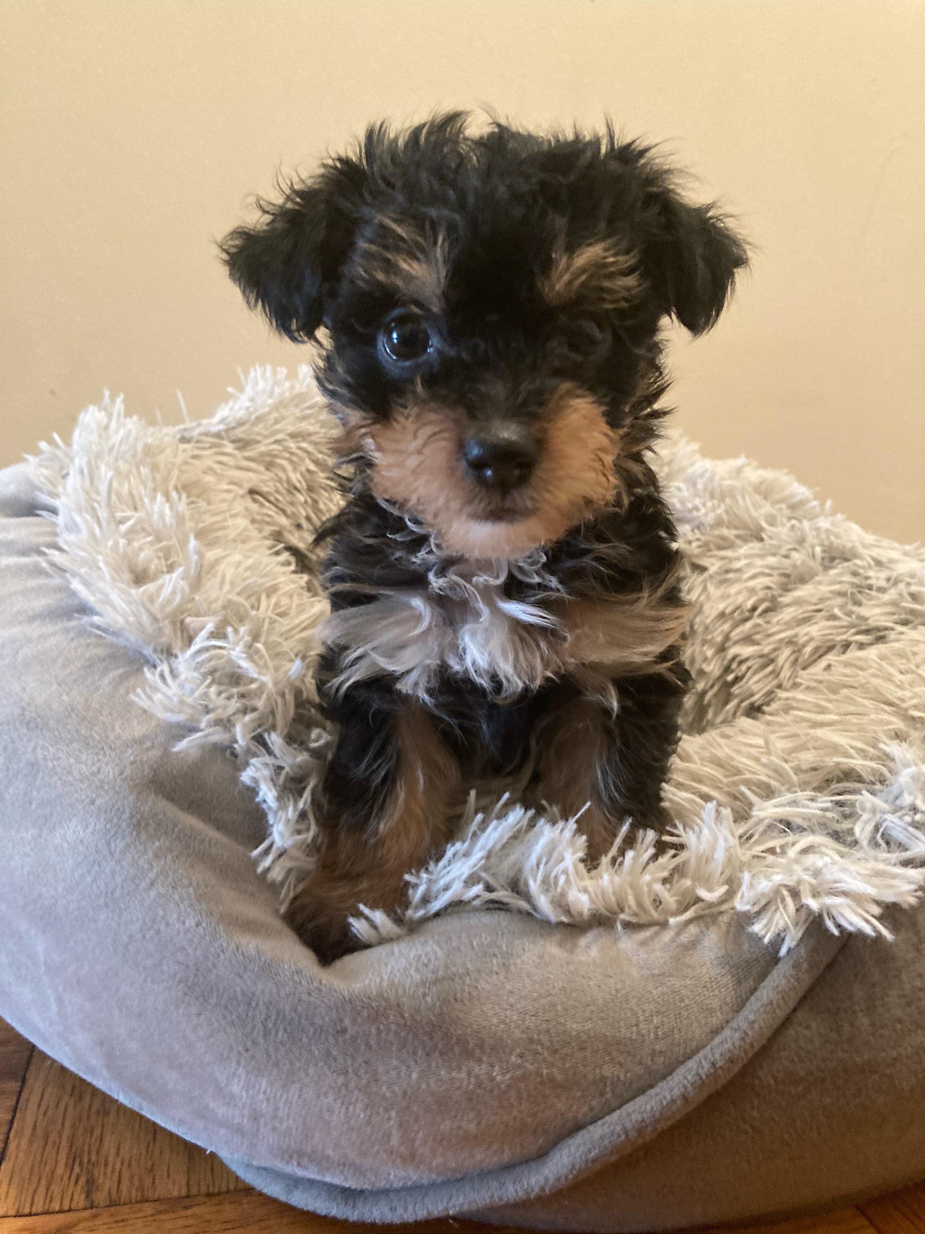 Dog for adoption - Bananas, a Yorkie Poo in Harrison, NY | Petfinder