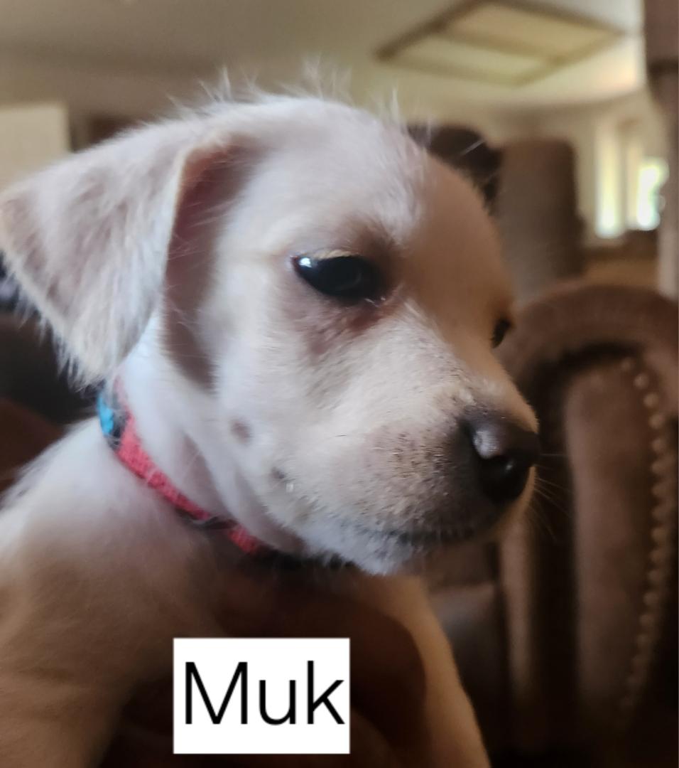 Dog for adoption - Muk, a Terrier & Chihuahua Mix in Sonora, CA | Petfinder