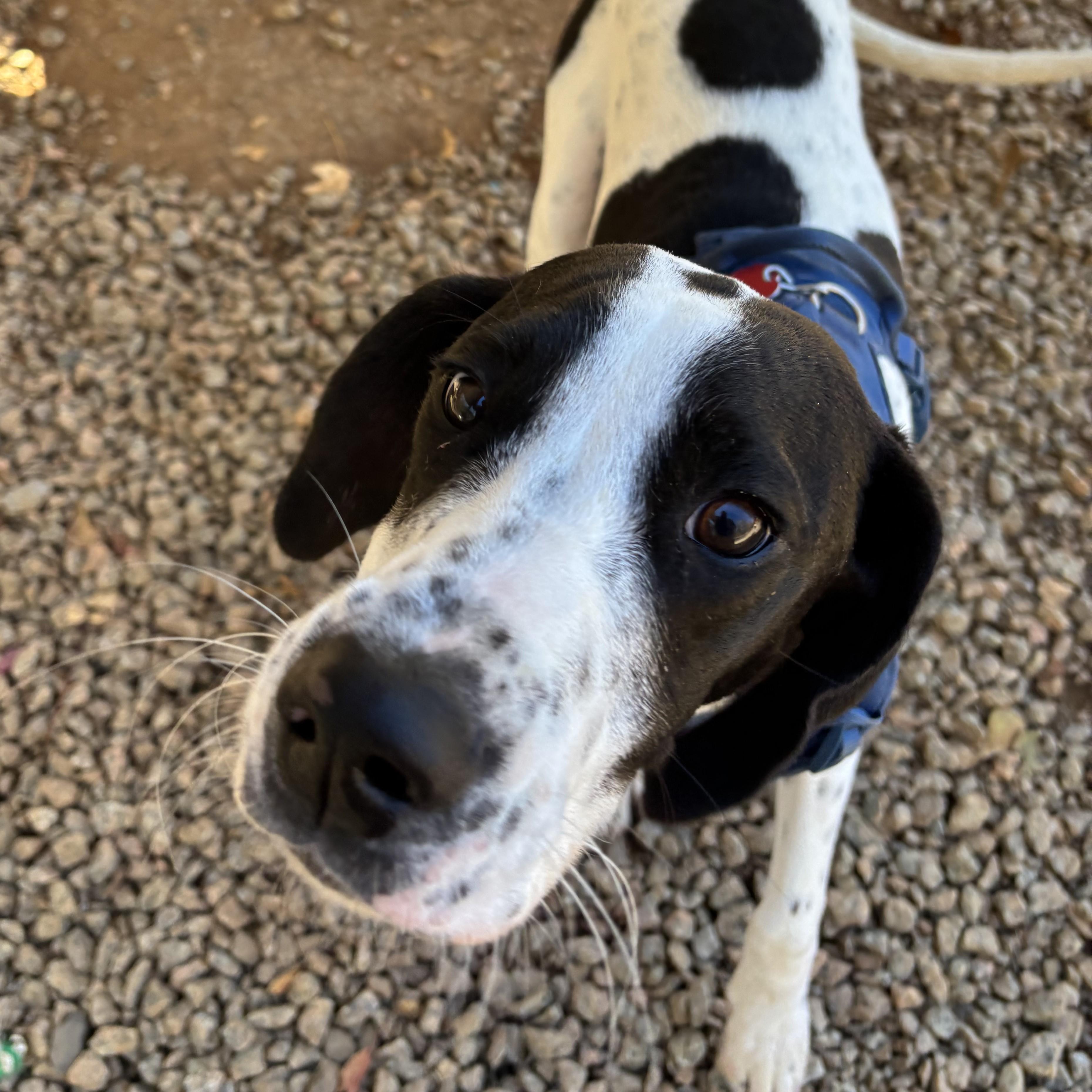 Dog for adoption - Shakespeare, a Great Dane & English Springer Spaniel Mix in Milford, CT ...