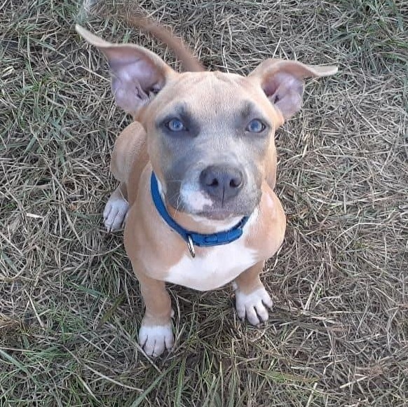 Dog for adoption - Drew, a Plott Hound & Hound Mix in Chesapeake, VA ...