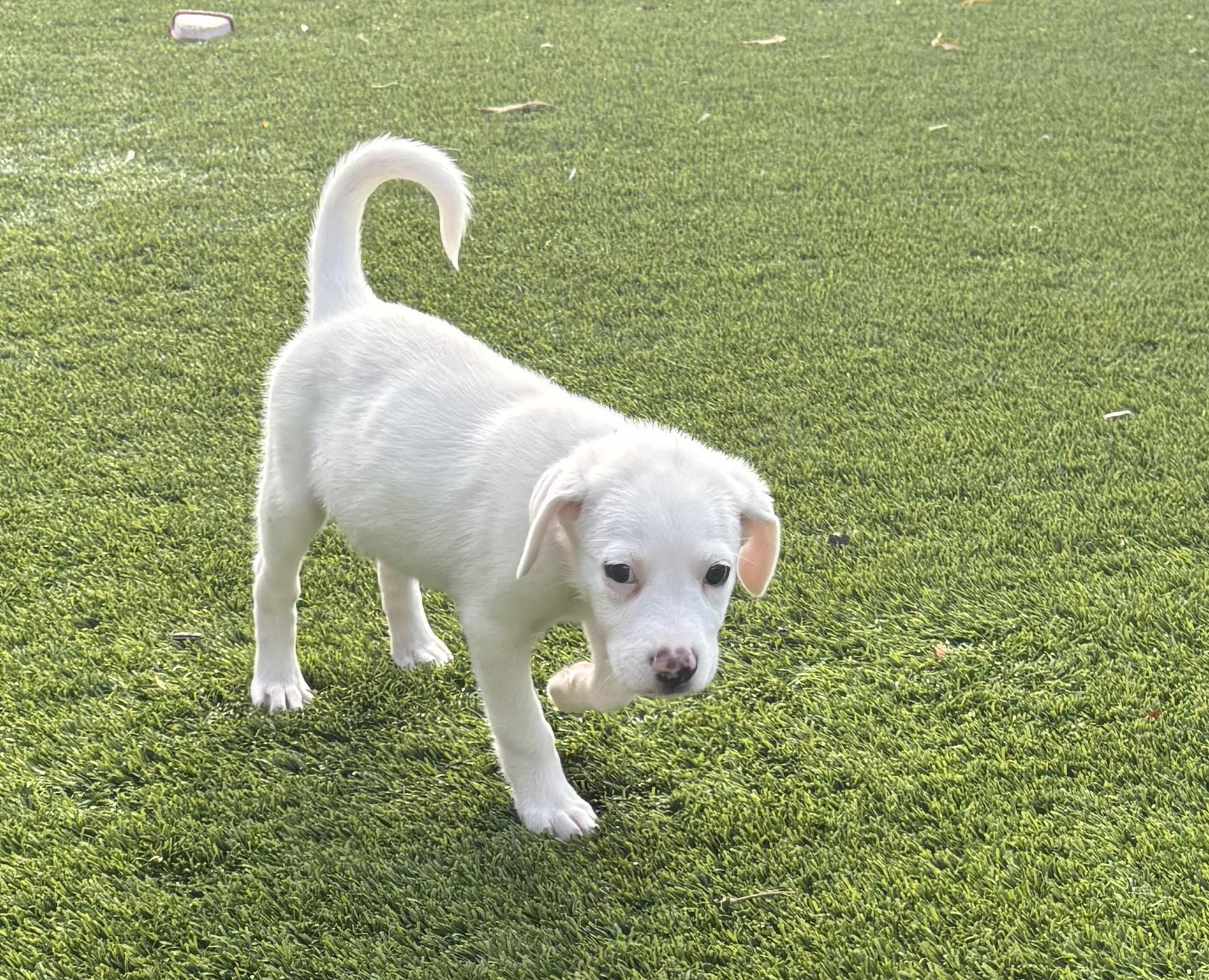 Dog for adoption - Zoey, a Great Pyrenees Mix in brattleboro, VT ...