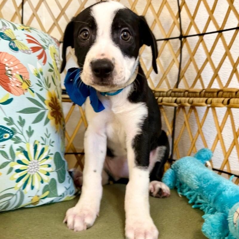 Dog for adoption - Bluey White, a German Shorthaired Pointer & Pit Bull ...