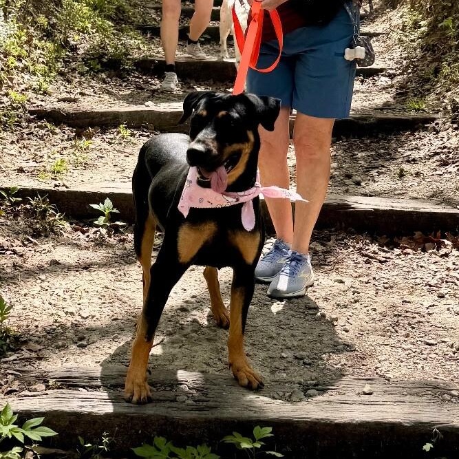 Dog for adoption - Maggie the Mini Dobie, a Doberman Pinscher ...