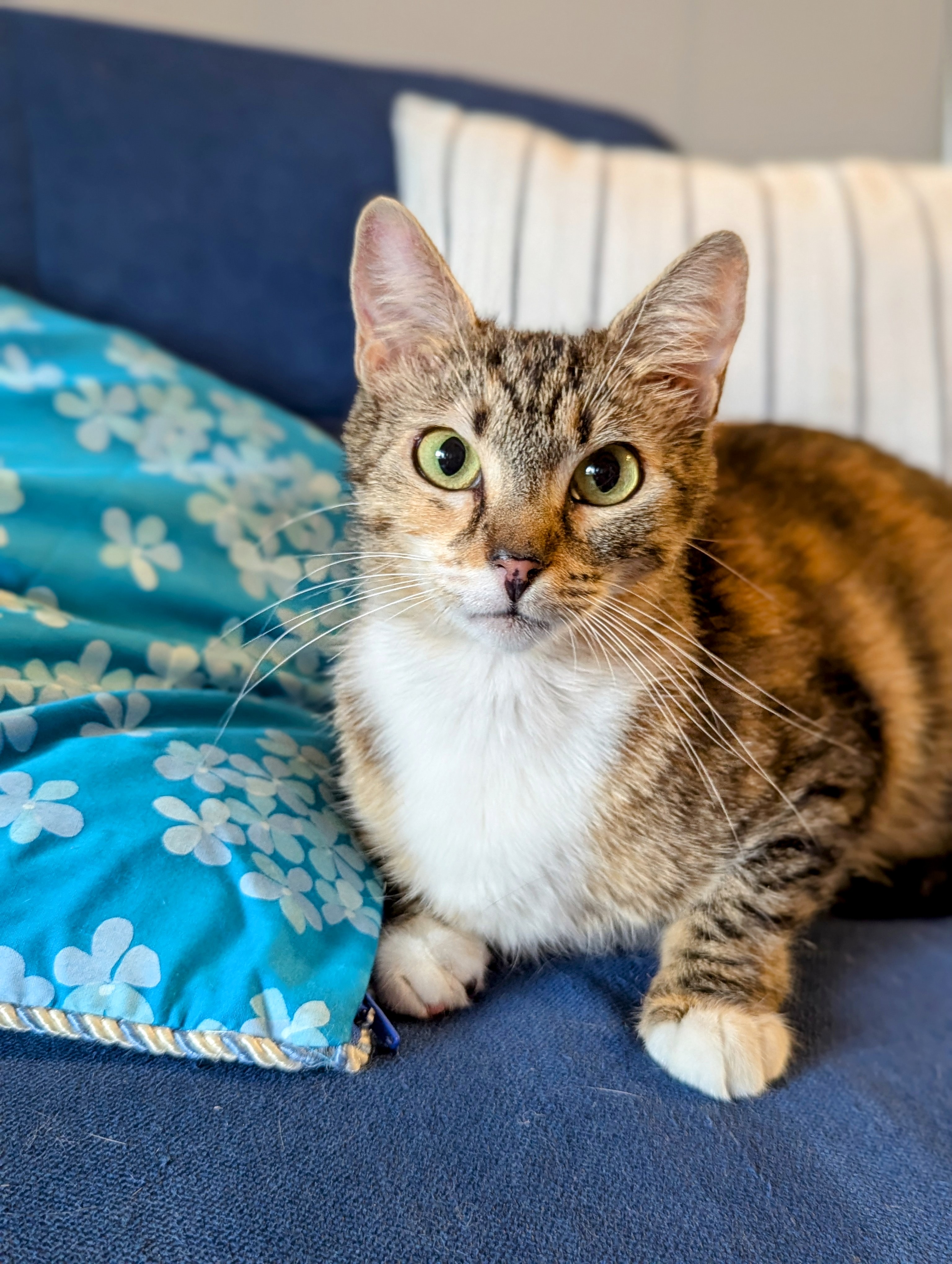 Cat for adoption - Penny, a Calico & Tabby Mix in Douglasville, GA ...