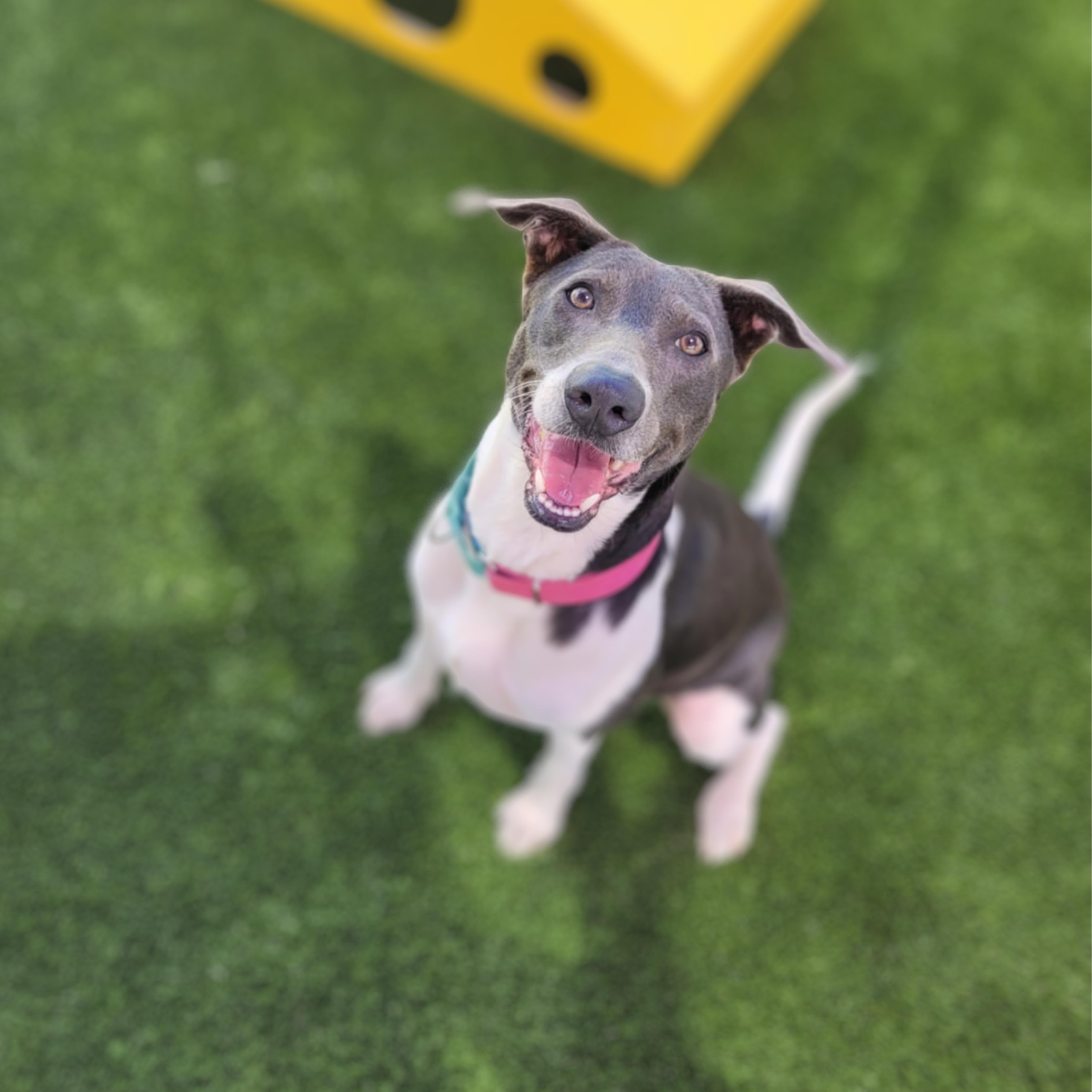 Dog for adoption - Celine Dion, a Weimaraner Mix in Battle Creek, MI | Petfinder