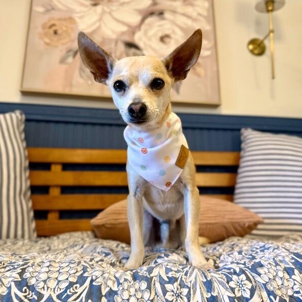 Dog for adoption - Pio Pio, a Chihuahua & Rat Terrier Mix in Marysville ...