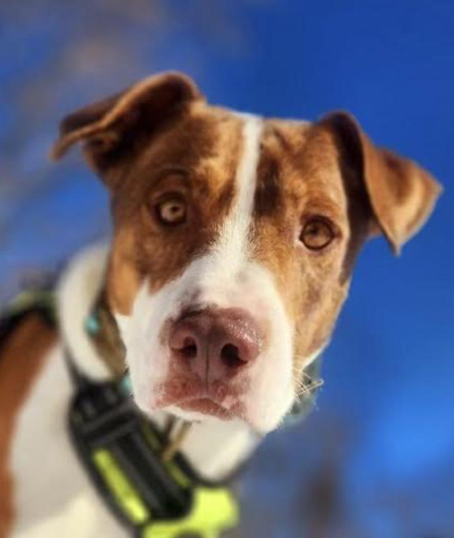 Dog for adoption - Bry-Guy - local guy, a Boxer & Bull Terrier Mix in ...