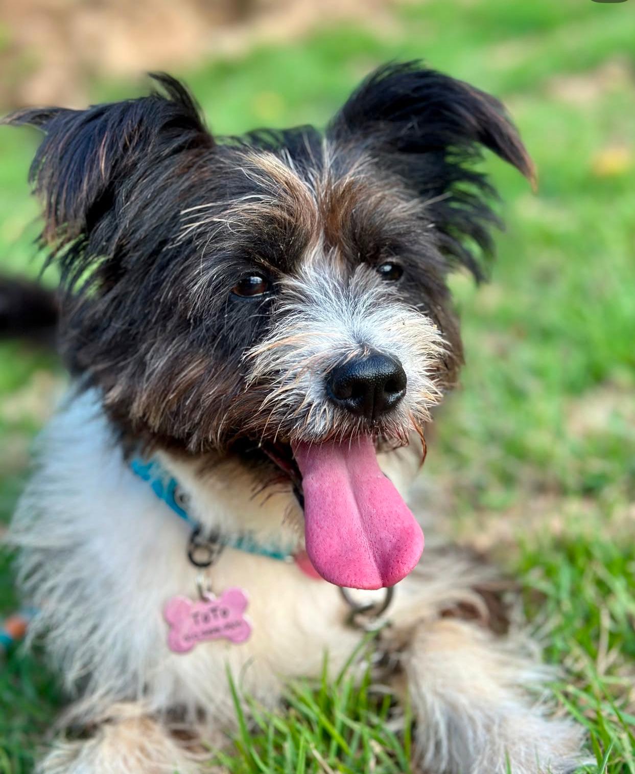 Dog for adoption - Toto, a Terrier Mix in San Jose, CA | Petfinder