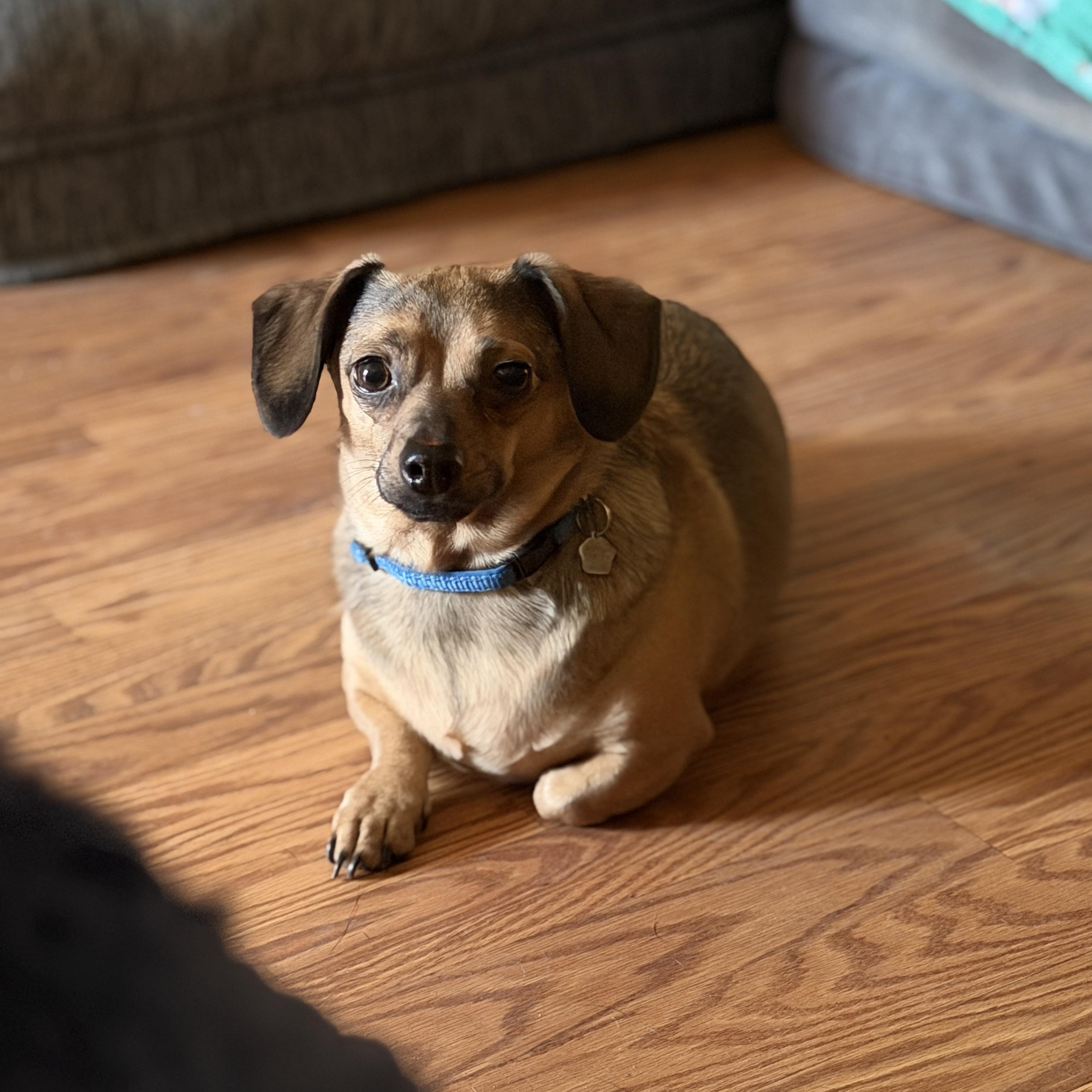 Oakley - Adoptable Pet | Petfinder | Petfinder