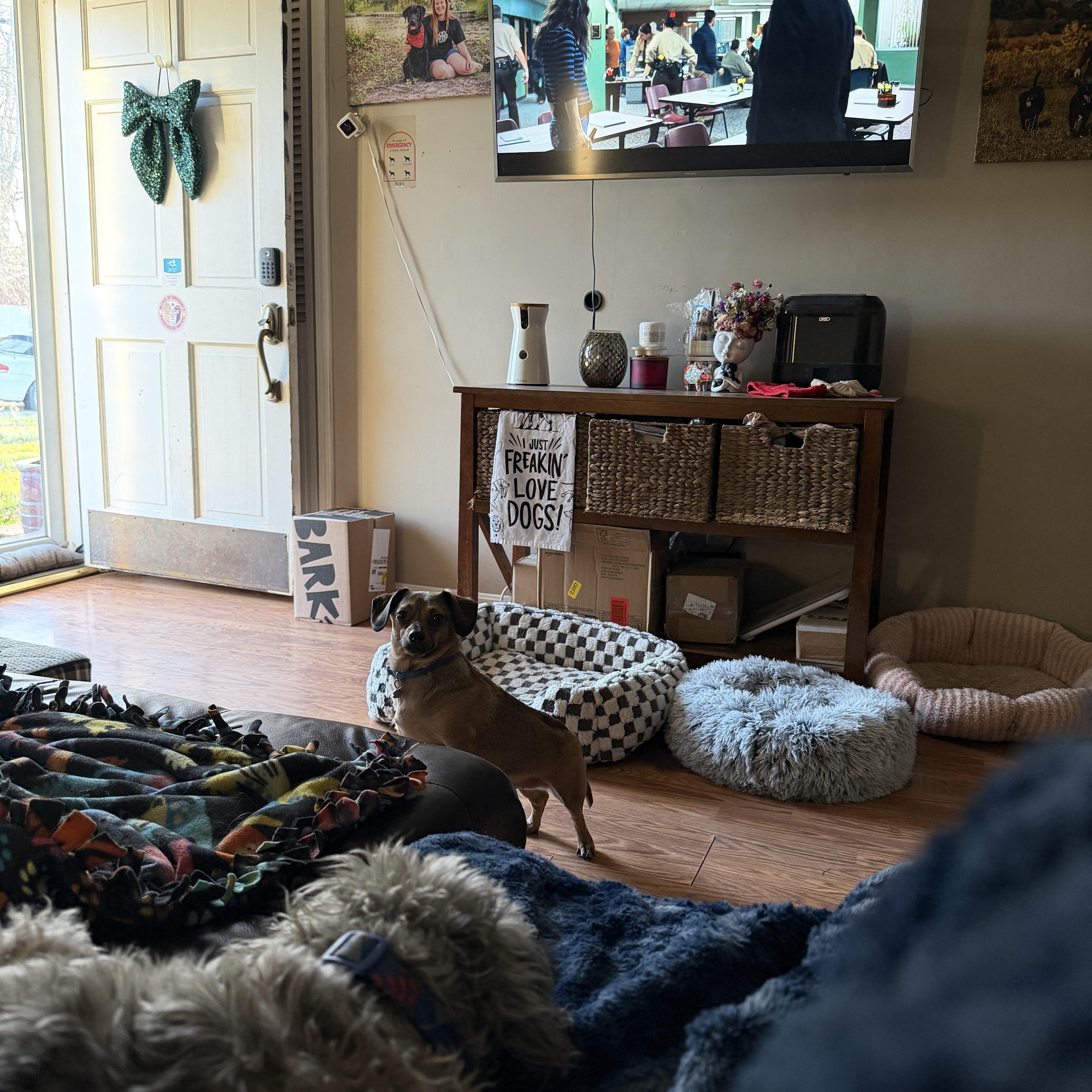 Oakley - Adoptable Pet | Petfinder | Petfinder