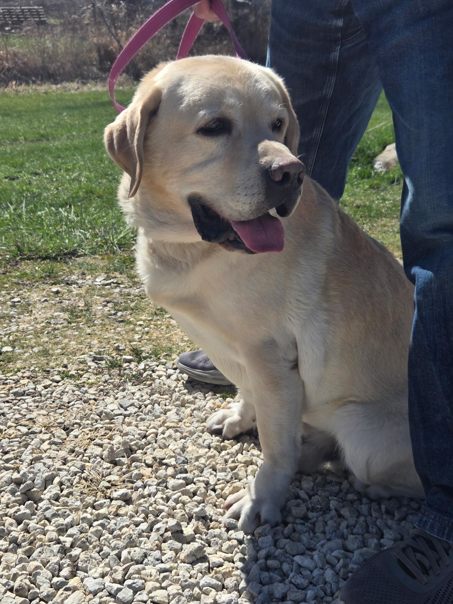 Ruger-Foster to Adopt - Adoptable Pet | Petfinder | Petfinder