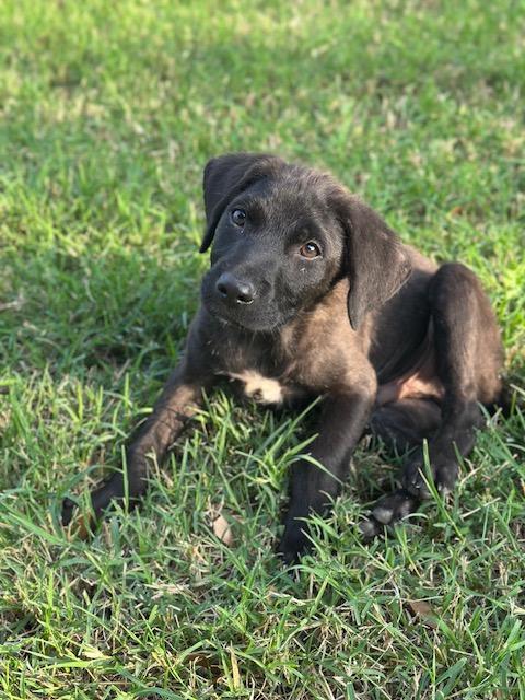 Dog for adoption - Charlie, a Labrador Retriever Mix in Pittsburgh, PA ...