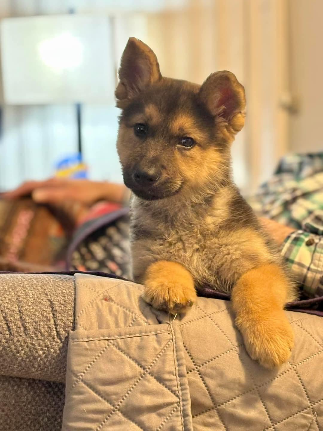 Dog for adoption - Twister-I25004, a German Shepherd Dog Mix in Anoka ...