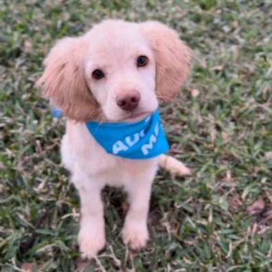 Dog for adoption - Dunn, a Cocker Spaniel Mix in Boston, MA | Petfinder