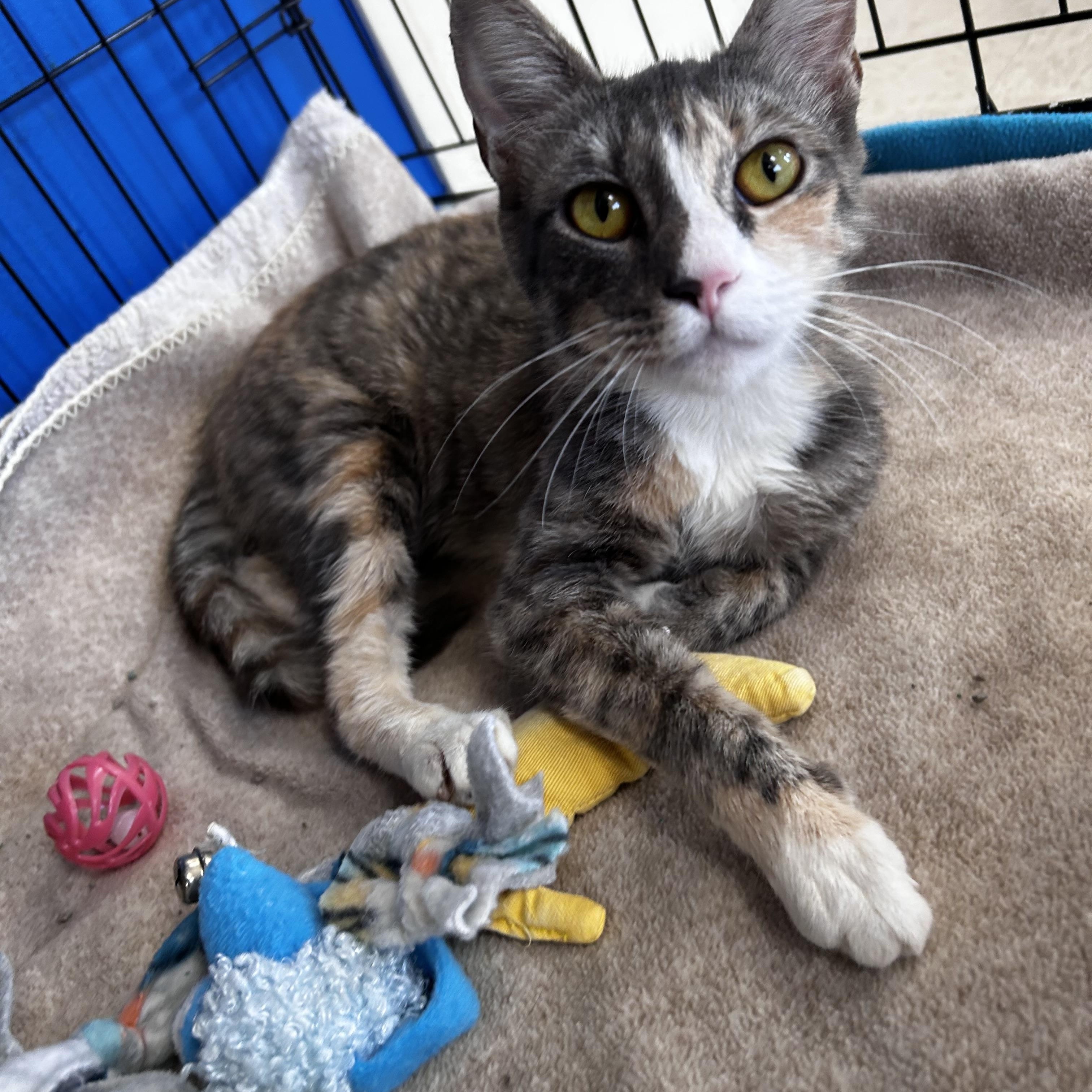 Cat for adoption - Lottie, a Domestic Short Hair & Torbie Mix in ...