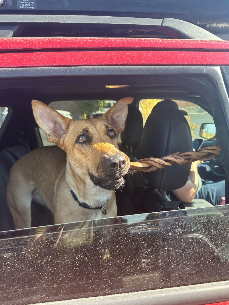 Dog for adoption - Mabel Marie the Smart Puppers, a Belgian Shepherd ...