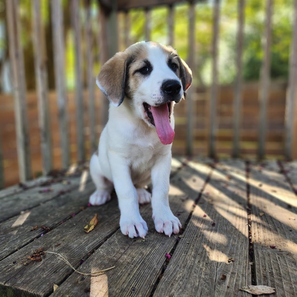 Dog for adoption - Milli, a Great Pyrenees Mix in Huntsville, AL ...