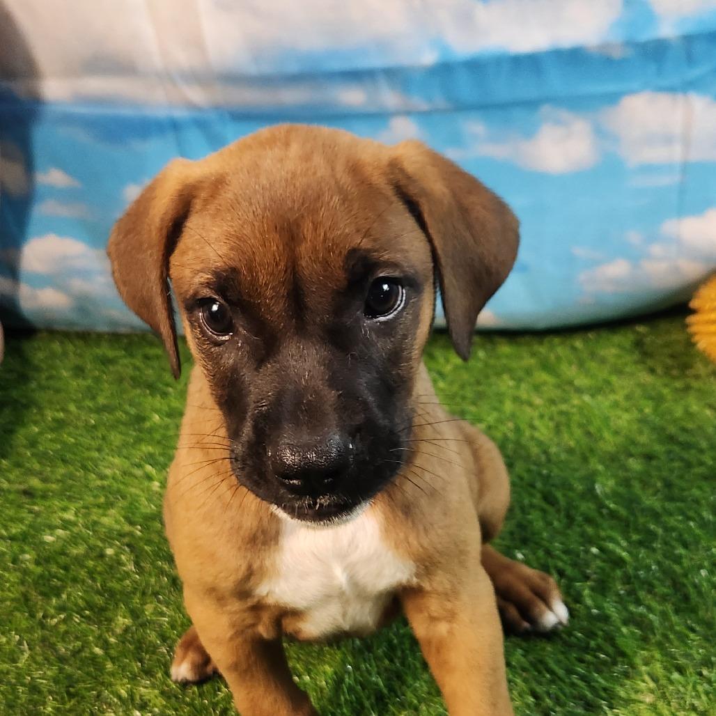 Dog for adoption - Bubbles FJ, a Boxer & Shepherd Mix in Austin, TX ...