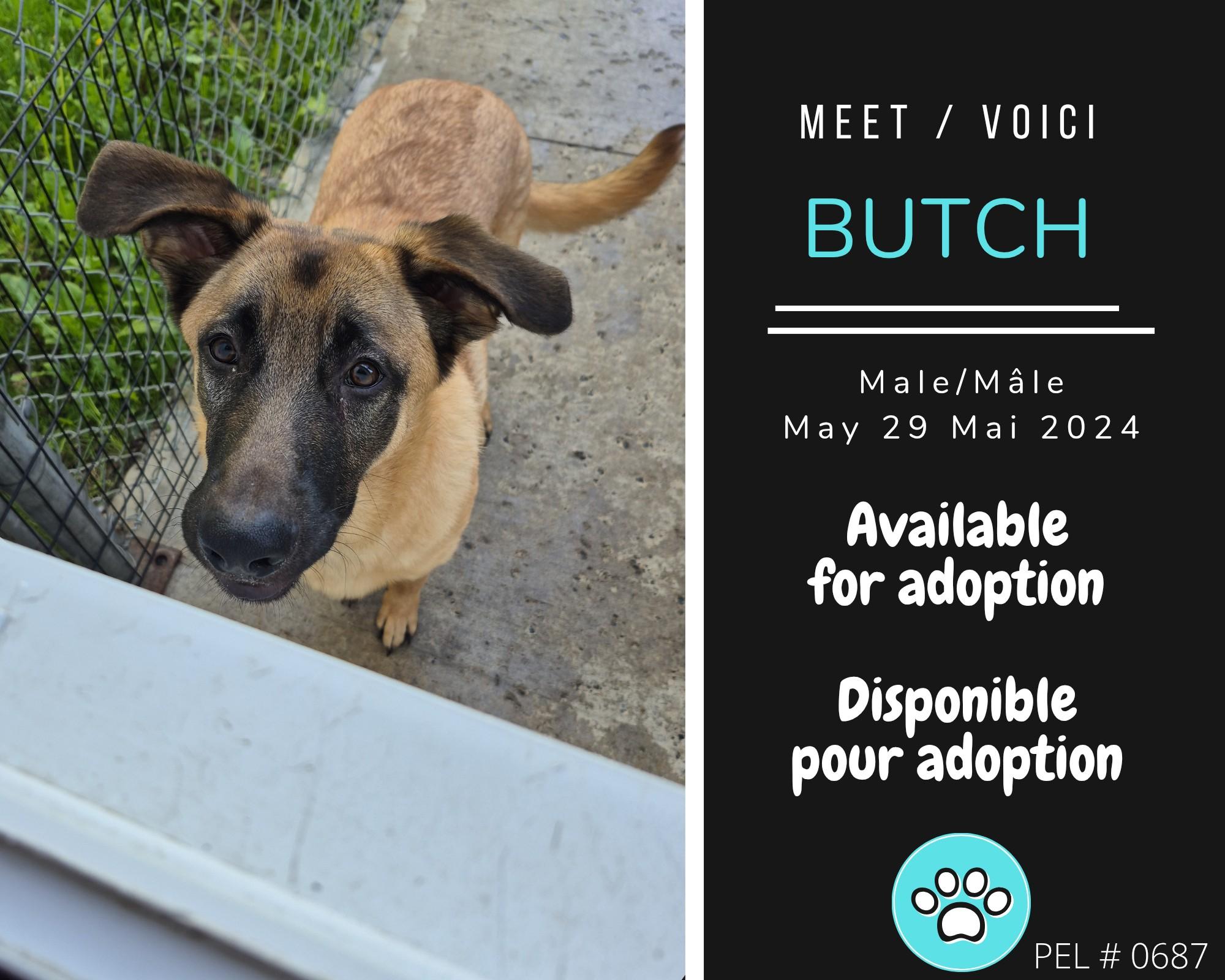 Dog for adoption - Butch, a German Shepherd Dog Mix in Dsl De Drummond ...