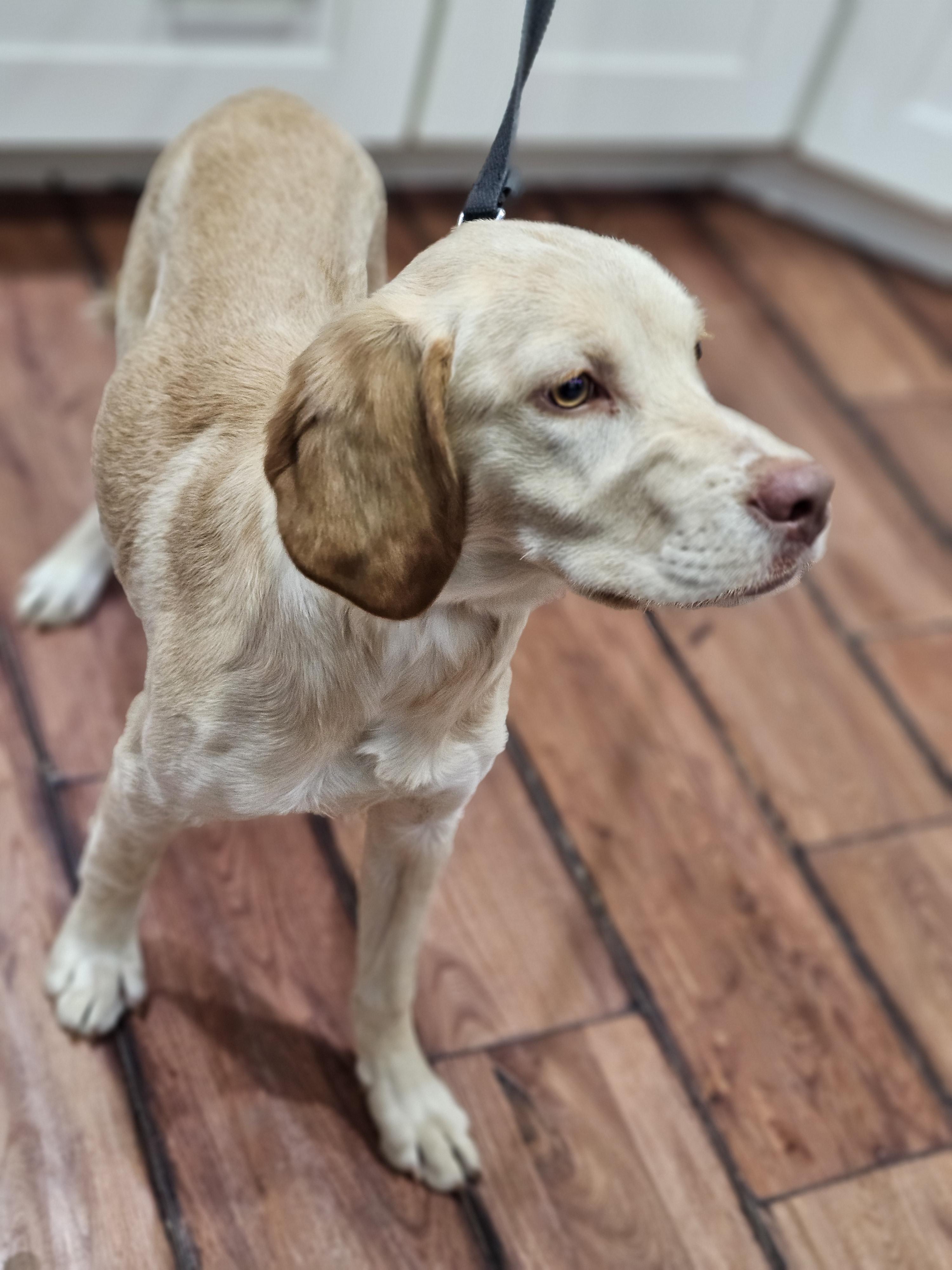 Lisa Springfield - Adoptable Pet | Petfinder | Petfinder