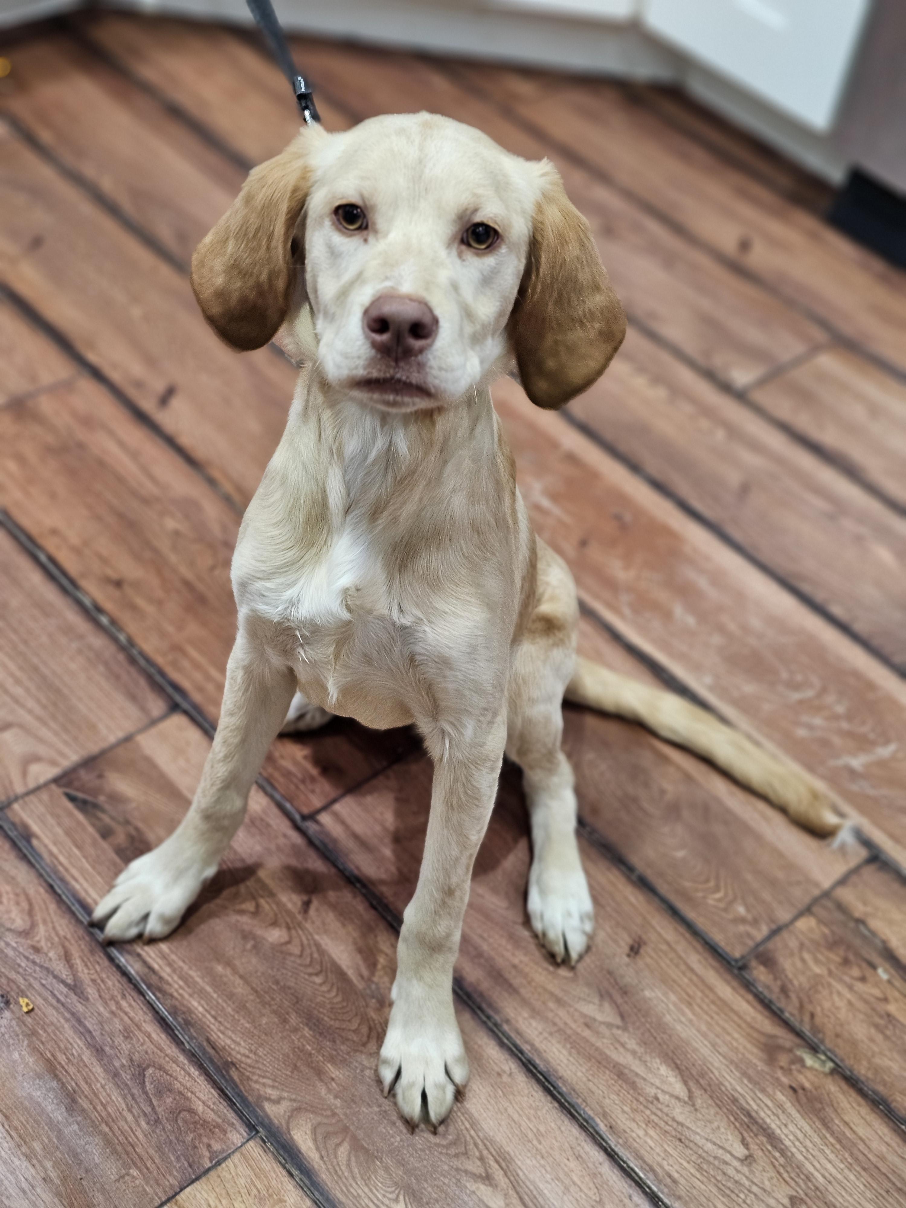 Lisa Springfield - Adoptable Pet | Petfinder | Petfinder