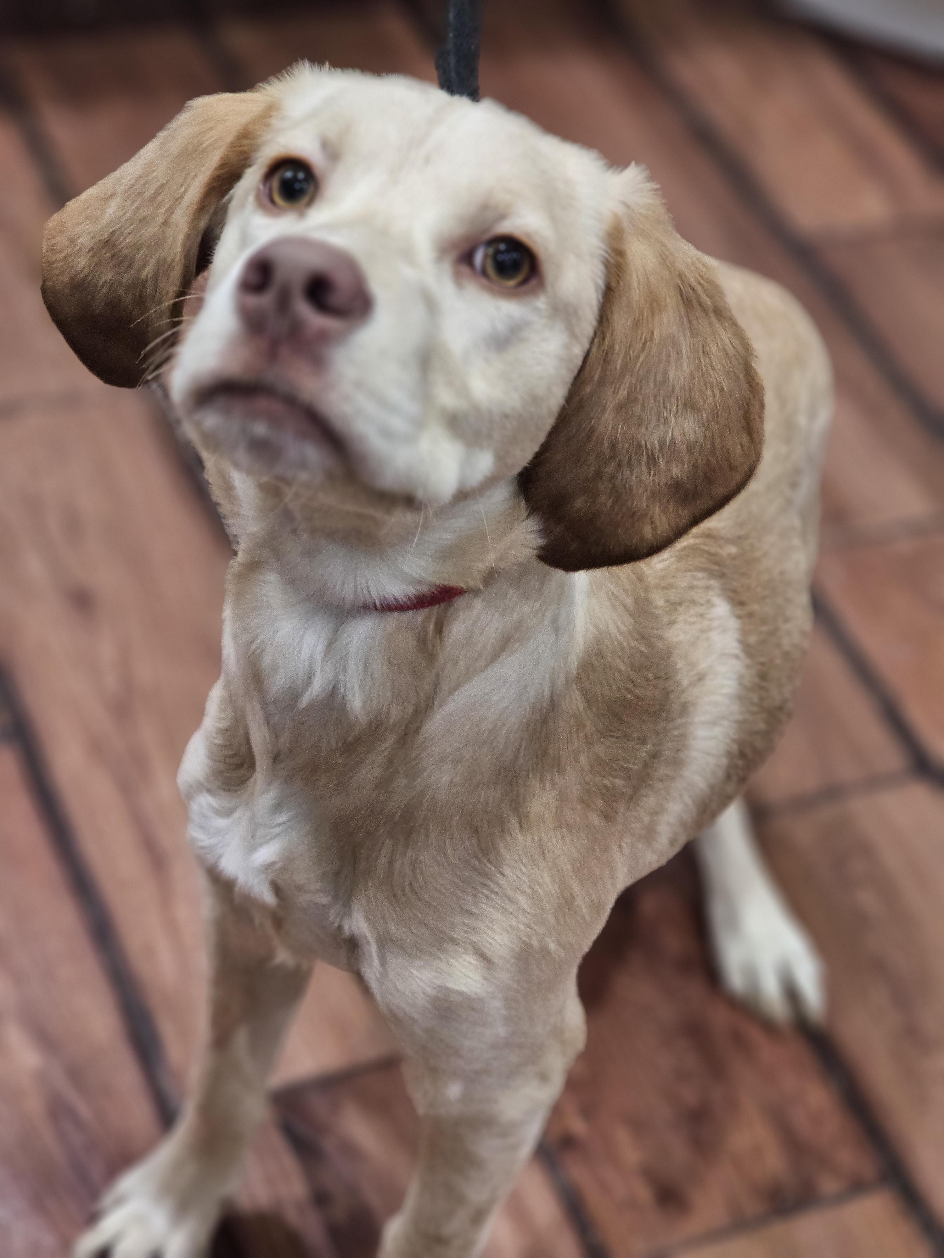 Lisa Springfield - Adoptable Pet | Petfinder | Petfinder