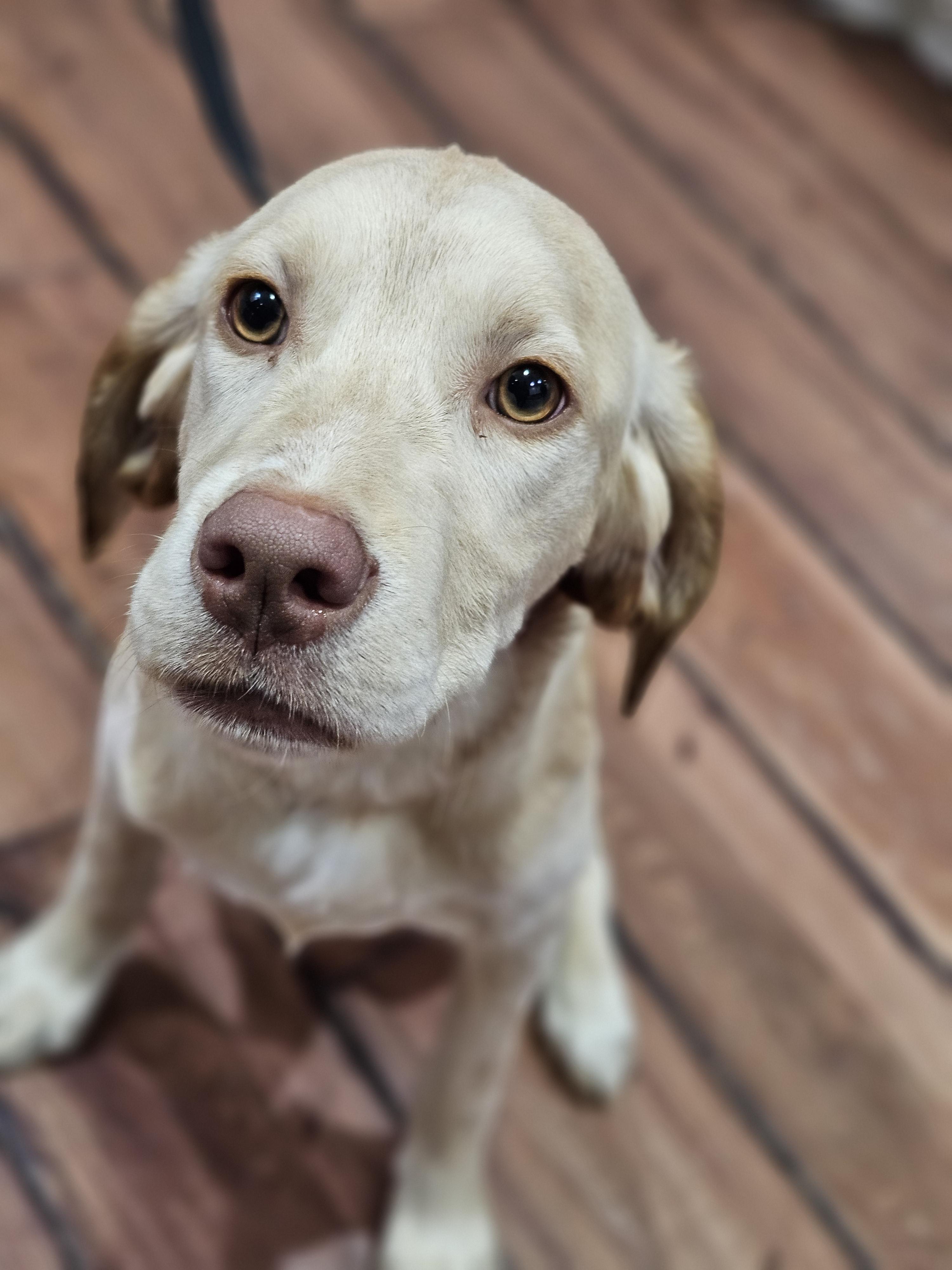 Lisa Springfield - Adoptable Pet | Petfinder | Petfinder