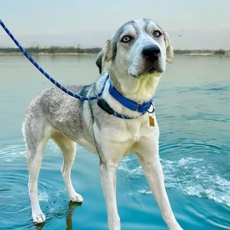 Dog for adoption - Ivory, a Husky Mix in Latham, NY | Petfinder