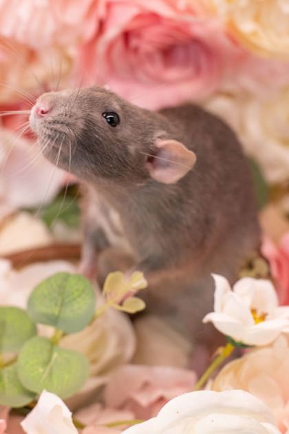 Rat for adoption - Jim Hopper, a Rat in Richmond, VA | Petfinder