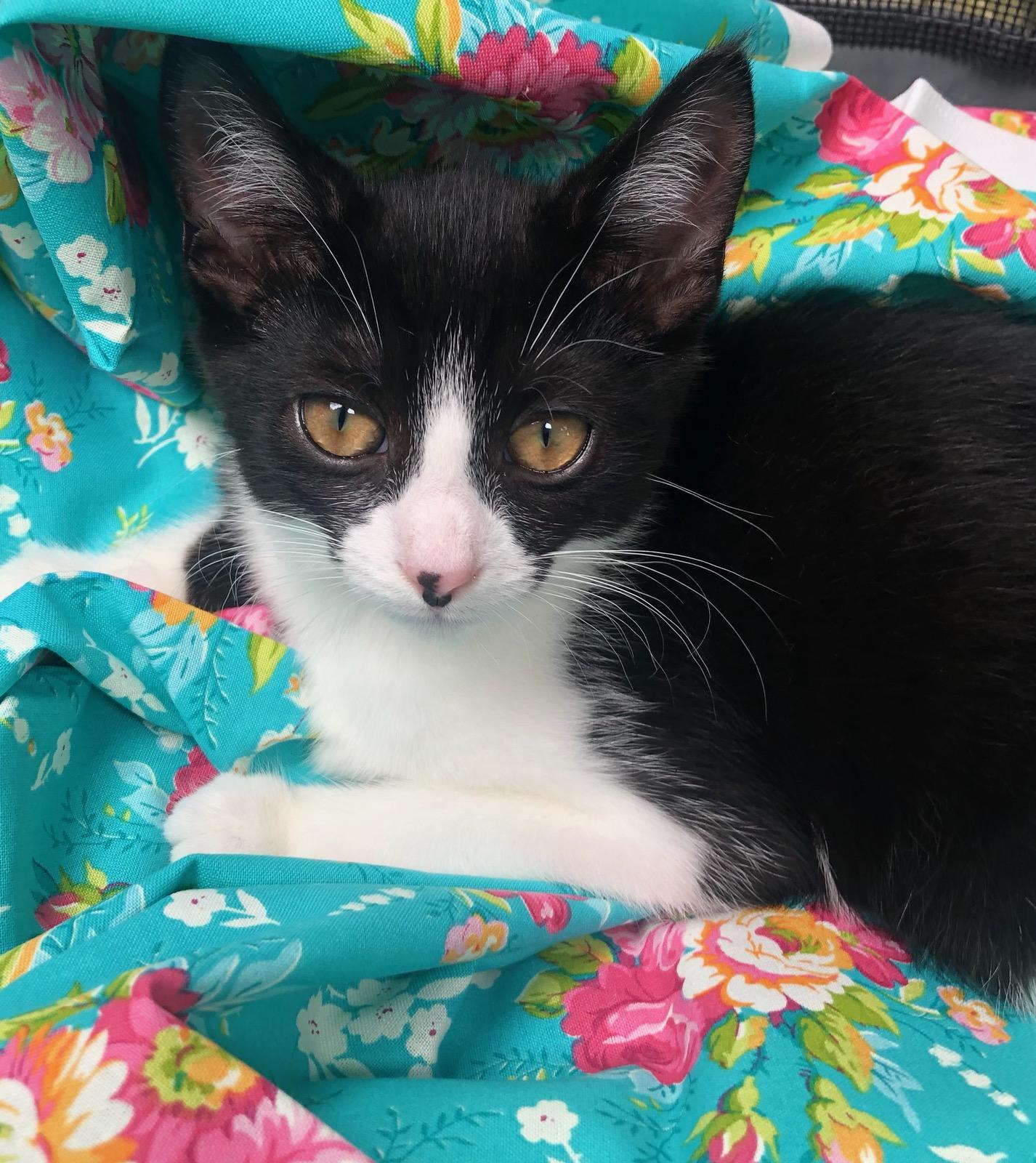 Cat for adoption - Susie, a Domestic Short Hair in Toledo, OH | Petfinder