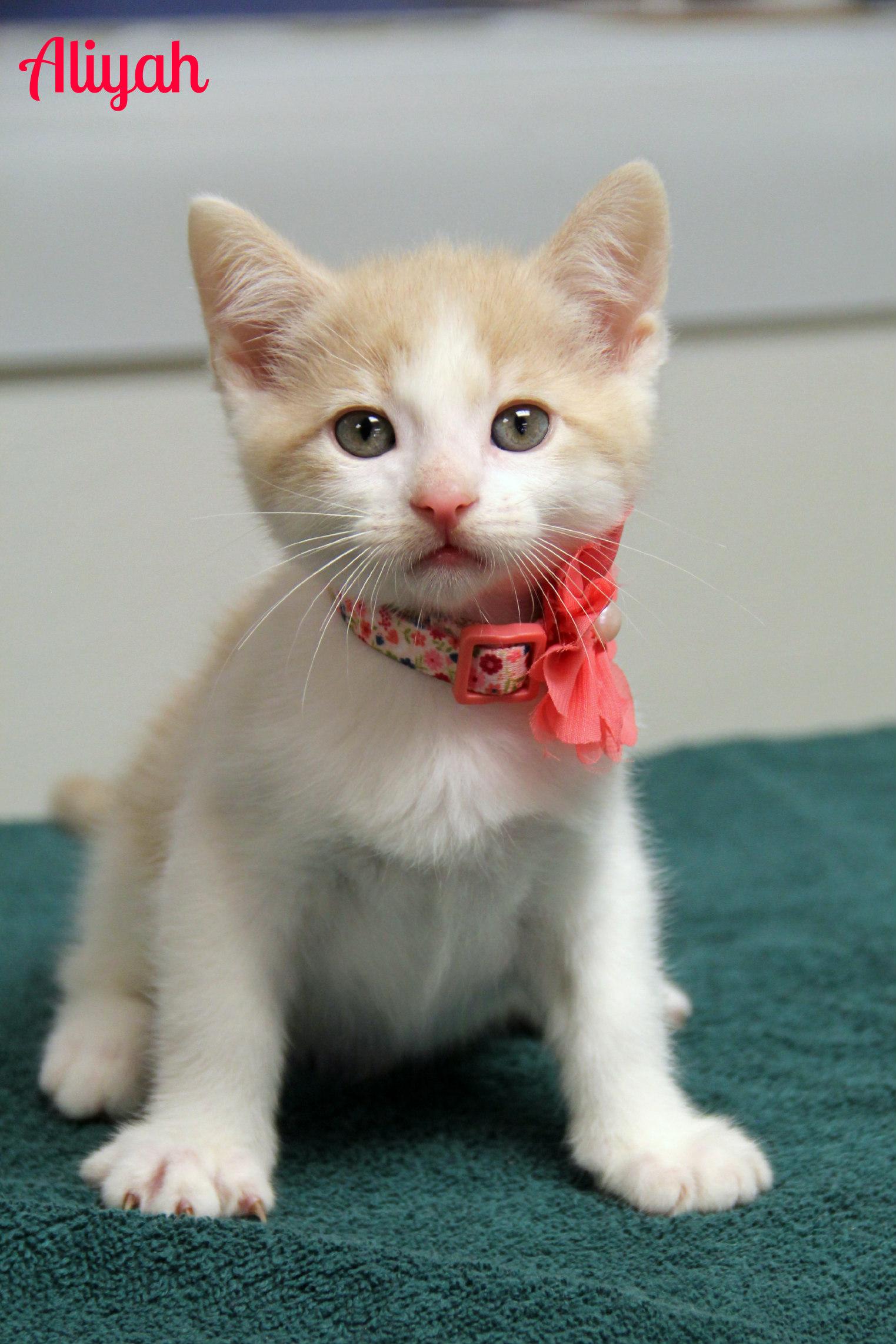 Cat for adoption - Aliyah, a Domestic Short Hair in Vinton, IA | Petfinder