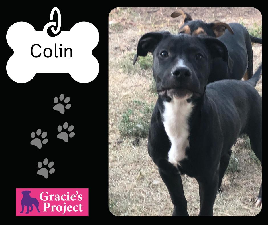 Dog for adoption - Colin, a Labrador Retriever & German Shepherd Dog ...