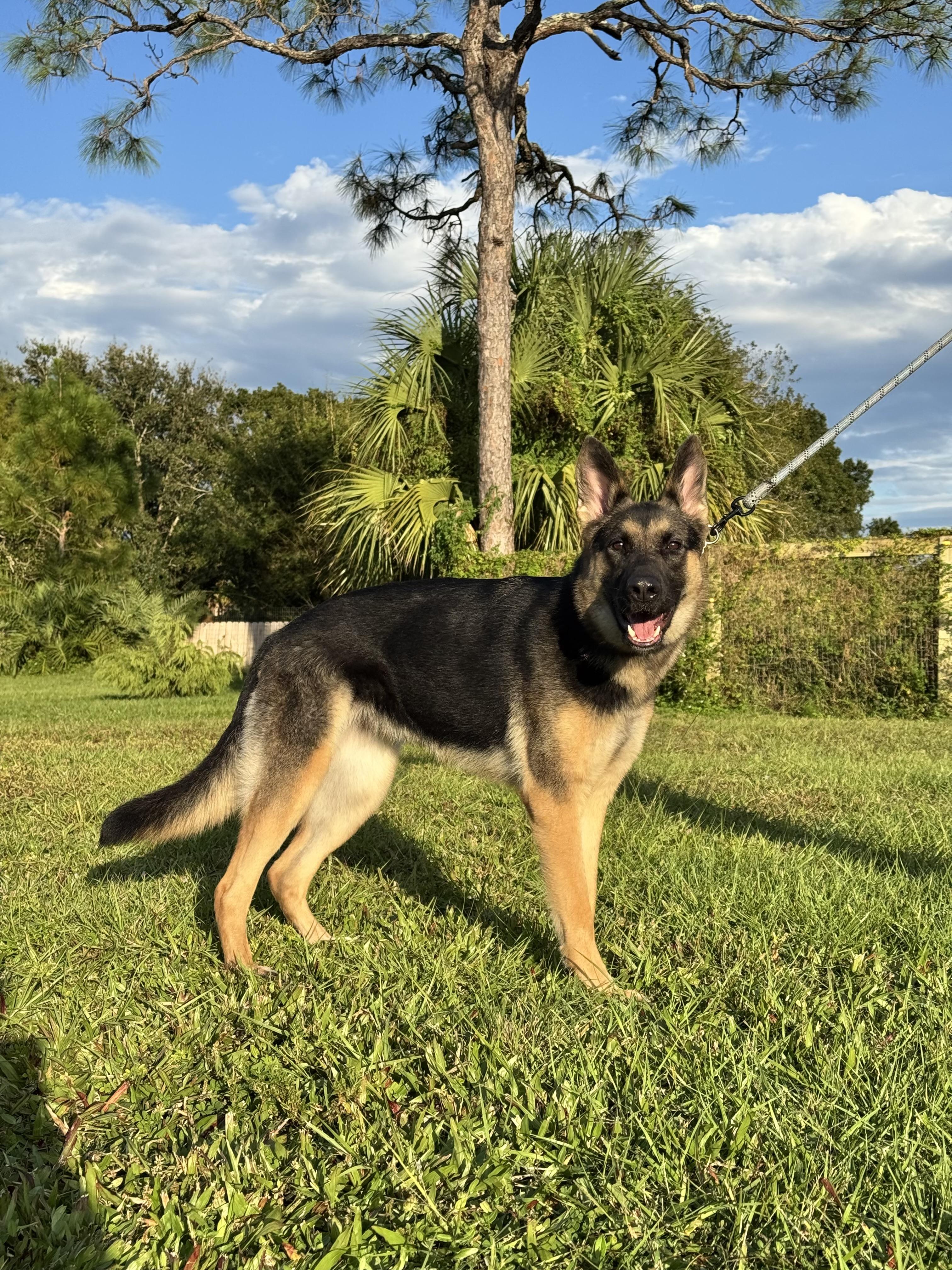 Dog for adoption - Harley, a German Shepherd Dog in Port Saint Lucie ...