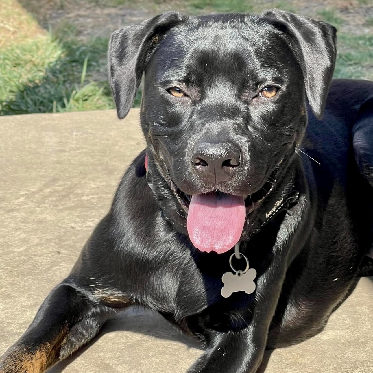 Dog for adoption - Axel Rose, a Mixed Breed in Colorado Springs, CO ...