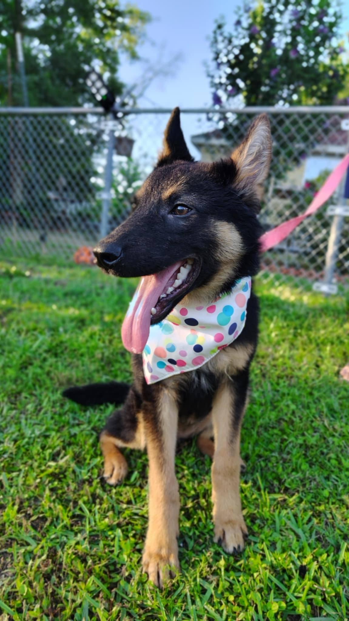 Dog for adoption - Sienna, a German Shepherd Dog in New Rochelle, NY ...