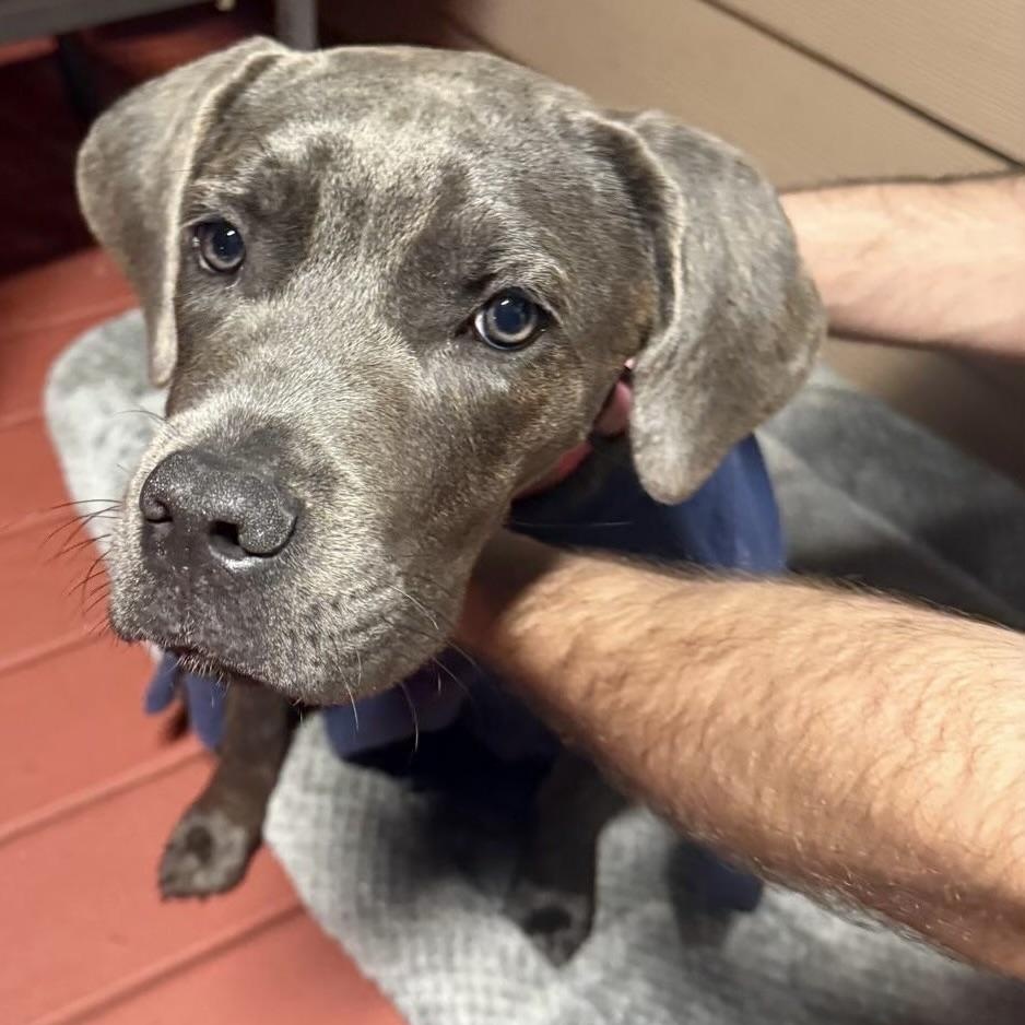 Dog for adoption - Alma, a Labrador Retriever Mix in Londonderry, NH ...