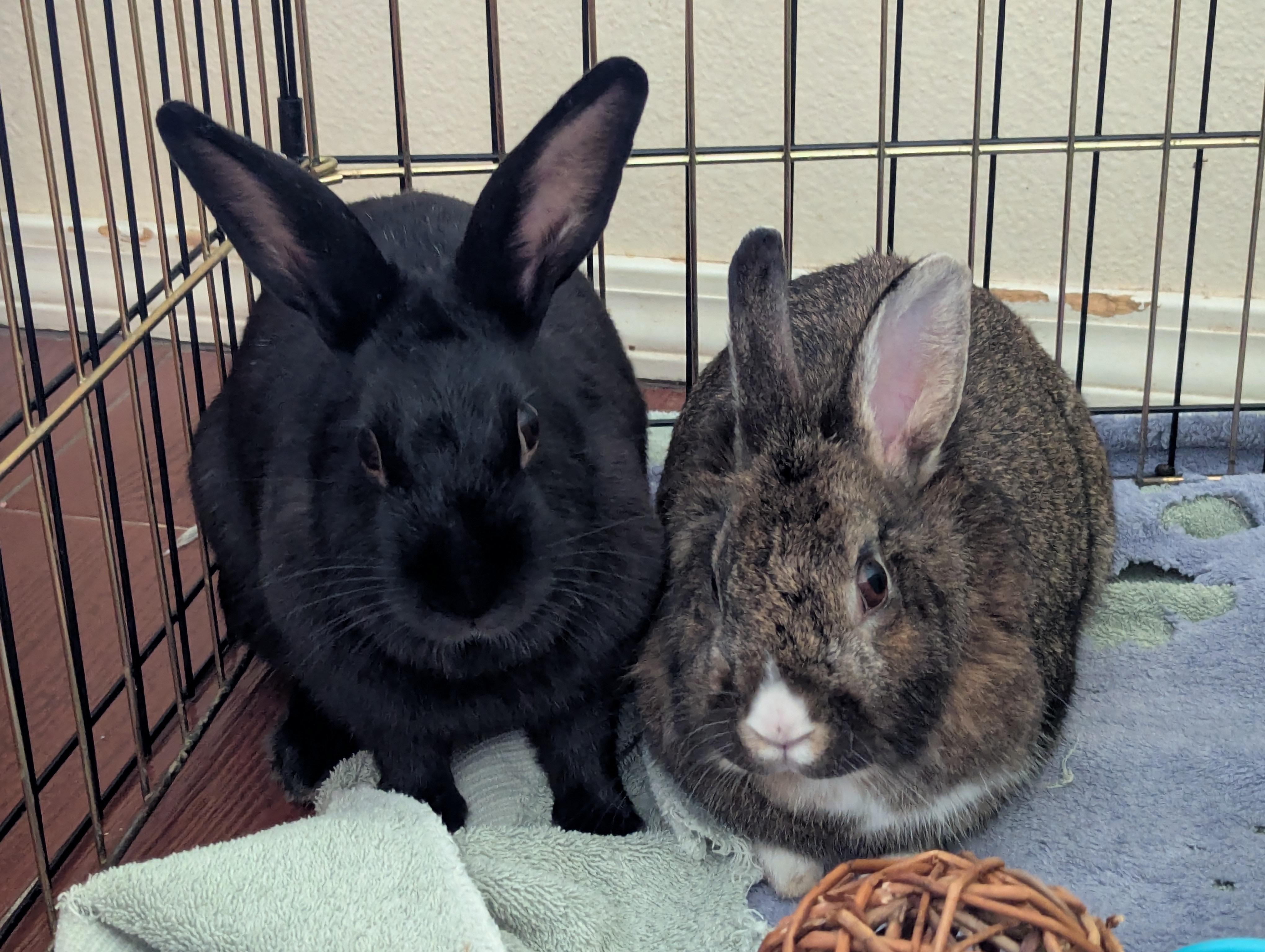 Rabbit for adoption - Dorothy & Minerva (bonded pair), a Bunny Rabbit ...