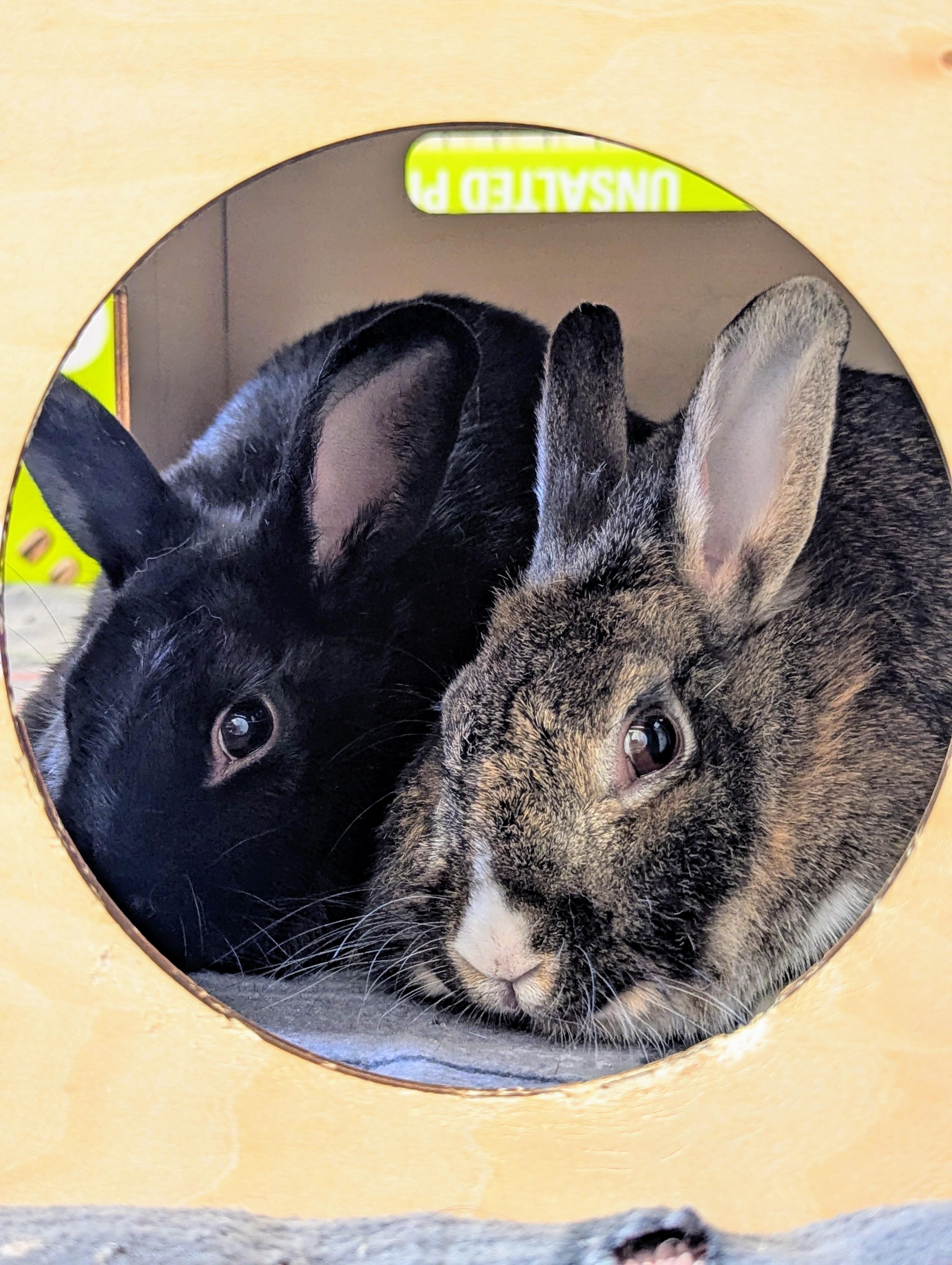 Rabbit for adoption - Dorothy & Minerva (bonded pair), a Bunny Rabbit ...