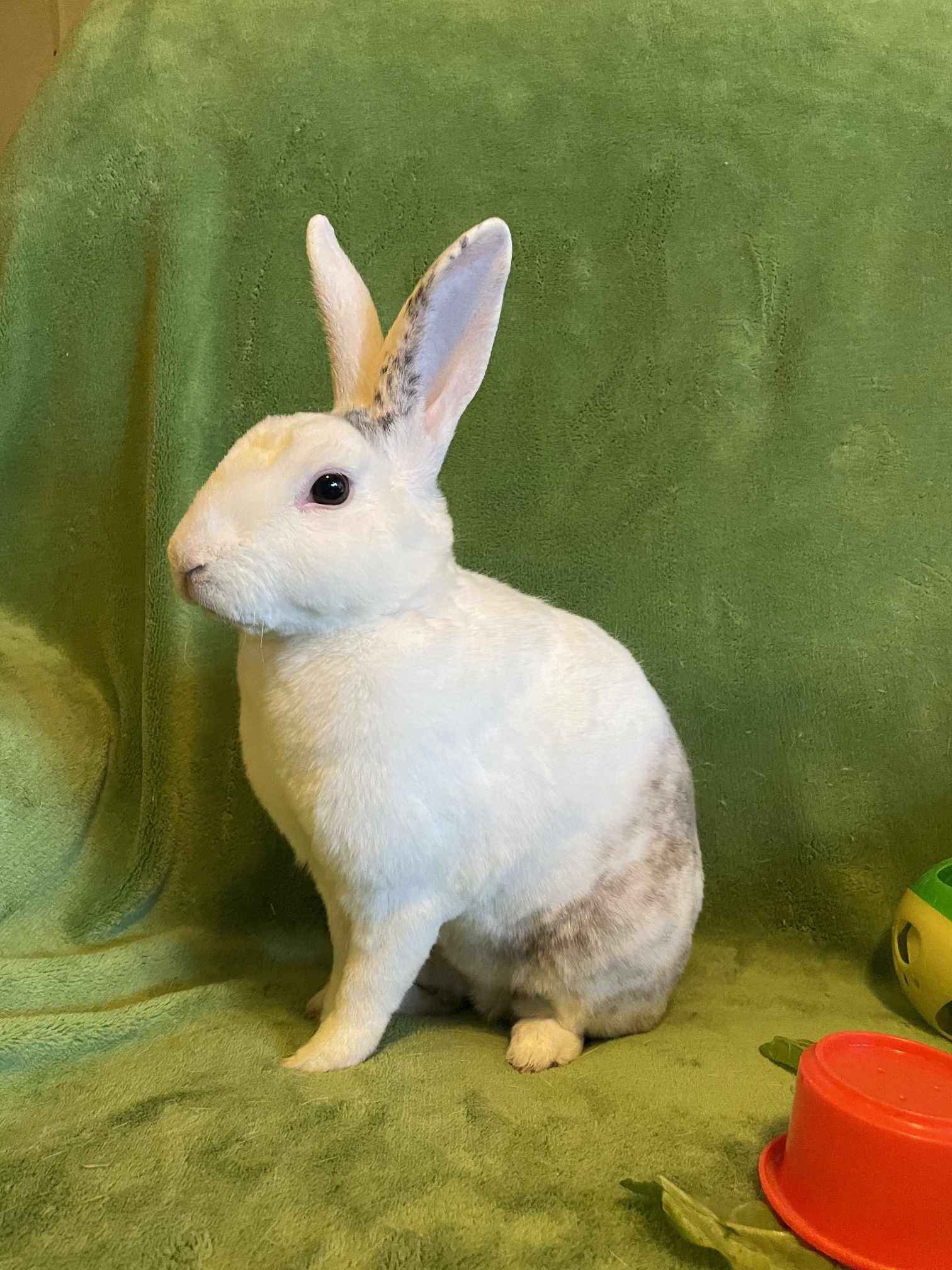 Rabbit for adoption - Willy, a Rex in Roseville, CA | Petfinder
